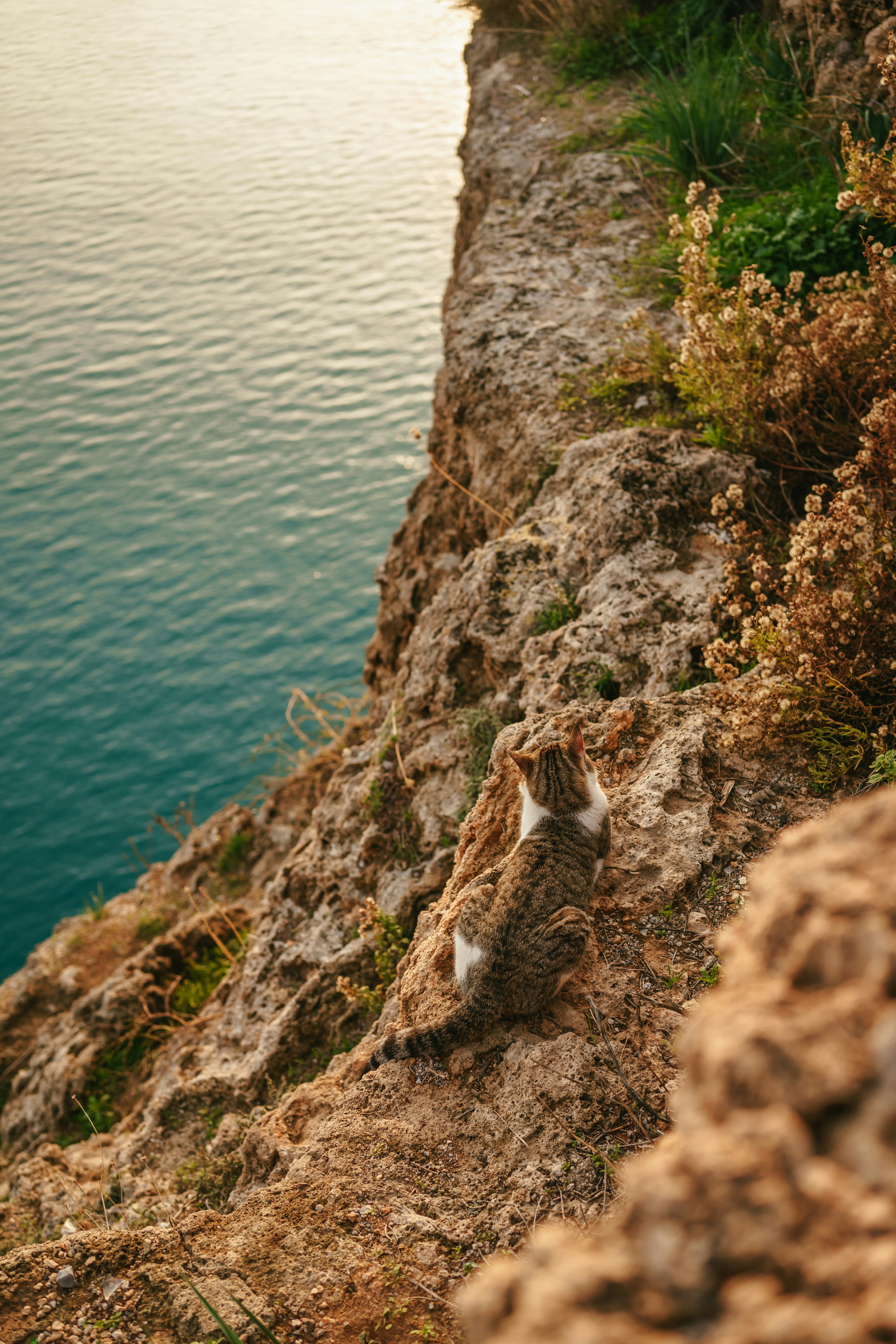Cliffside Watcher: A seaside cat perched above turquoise depths