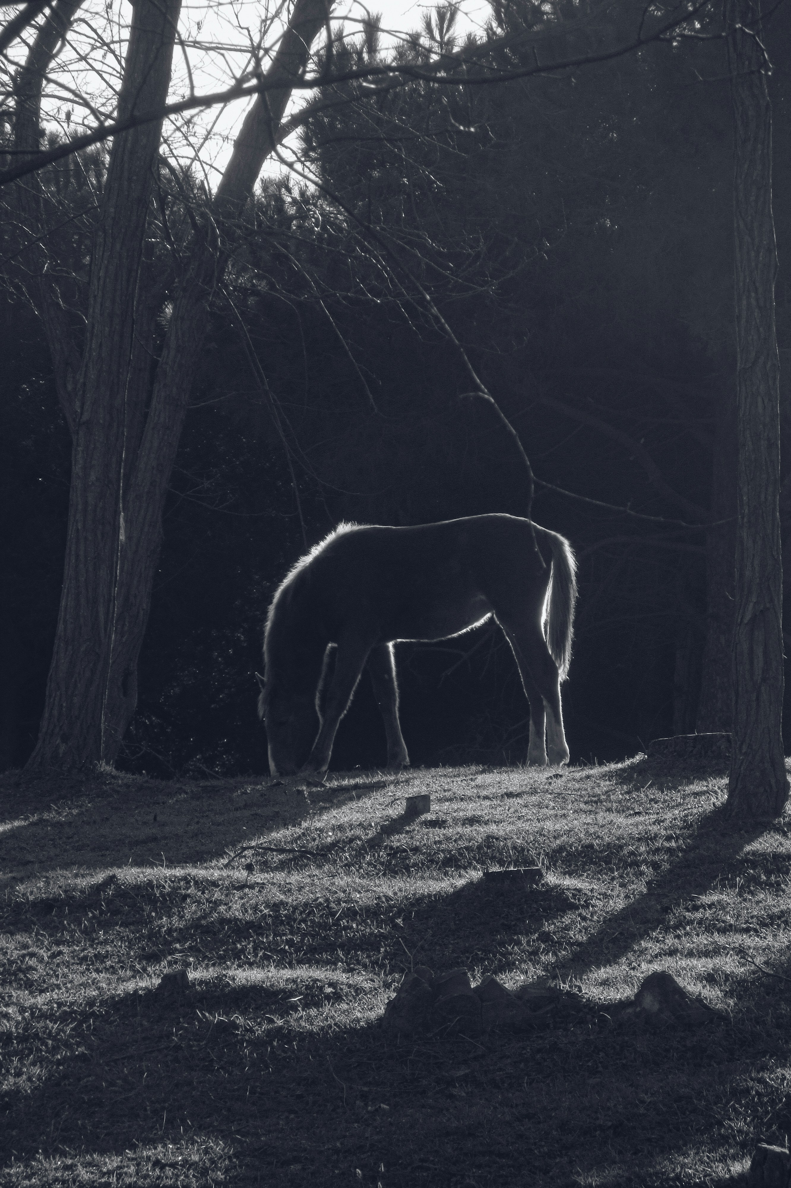 A lone horse grazes in a sunlit forest clearing, its silhouette outlined by rim light against a dark, wooded background.
