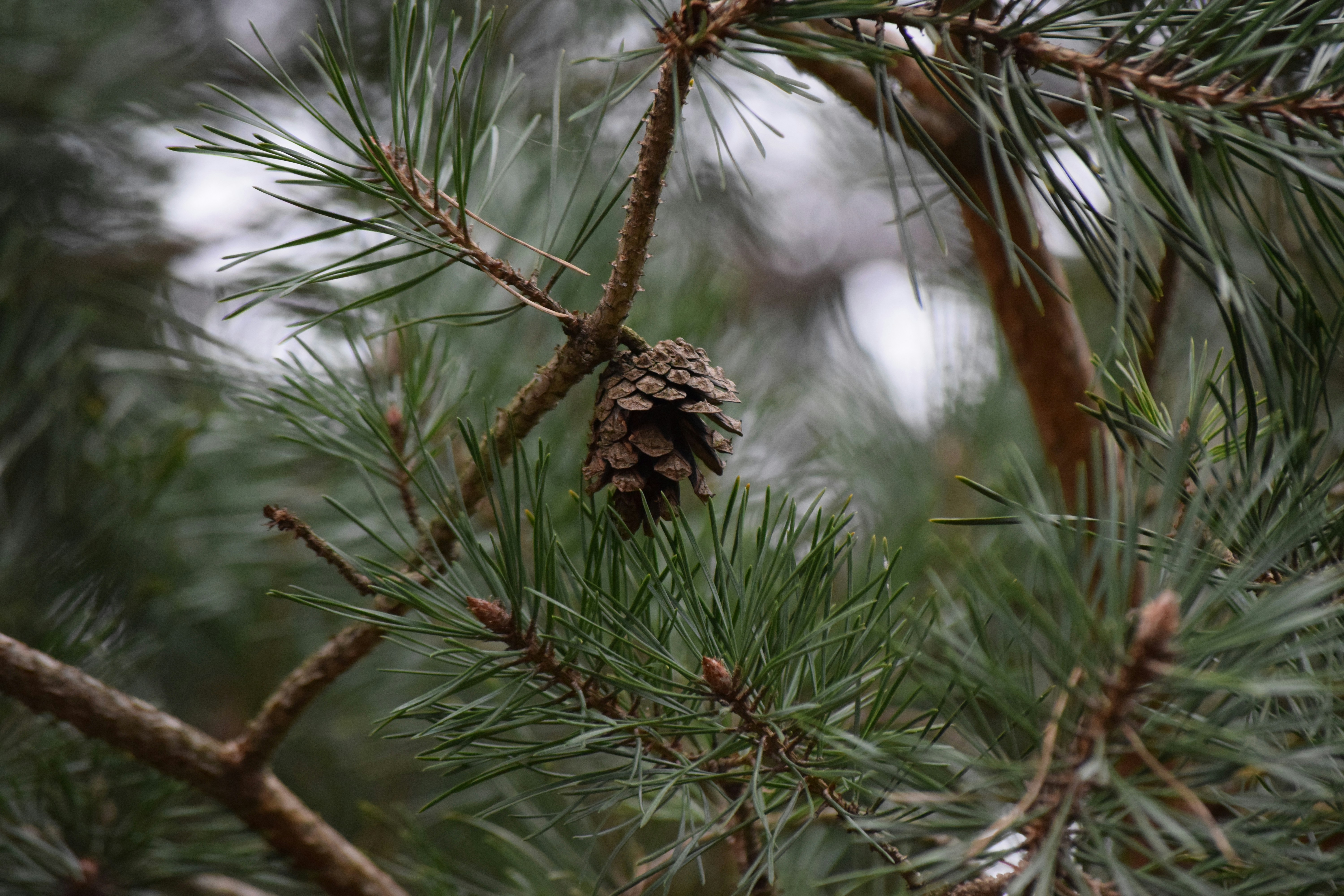 A pine cone on a pine tree branch photo – Free Pine tree Image on Unsplash