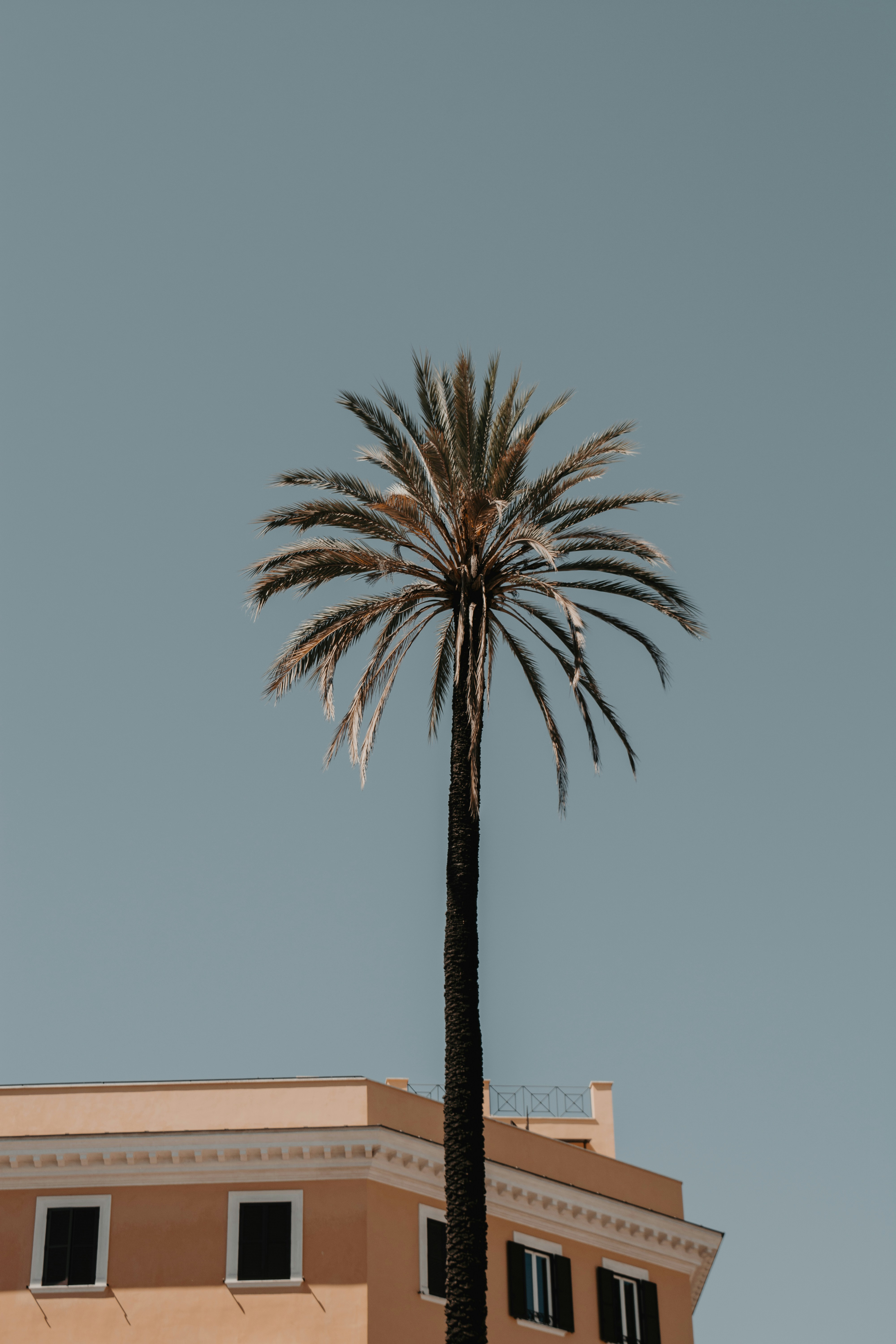 Urban Oasis: The Palm's Embrace