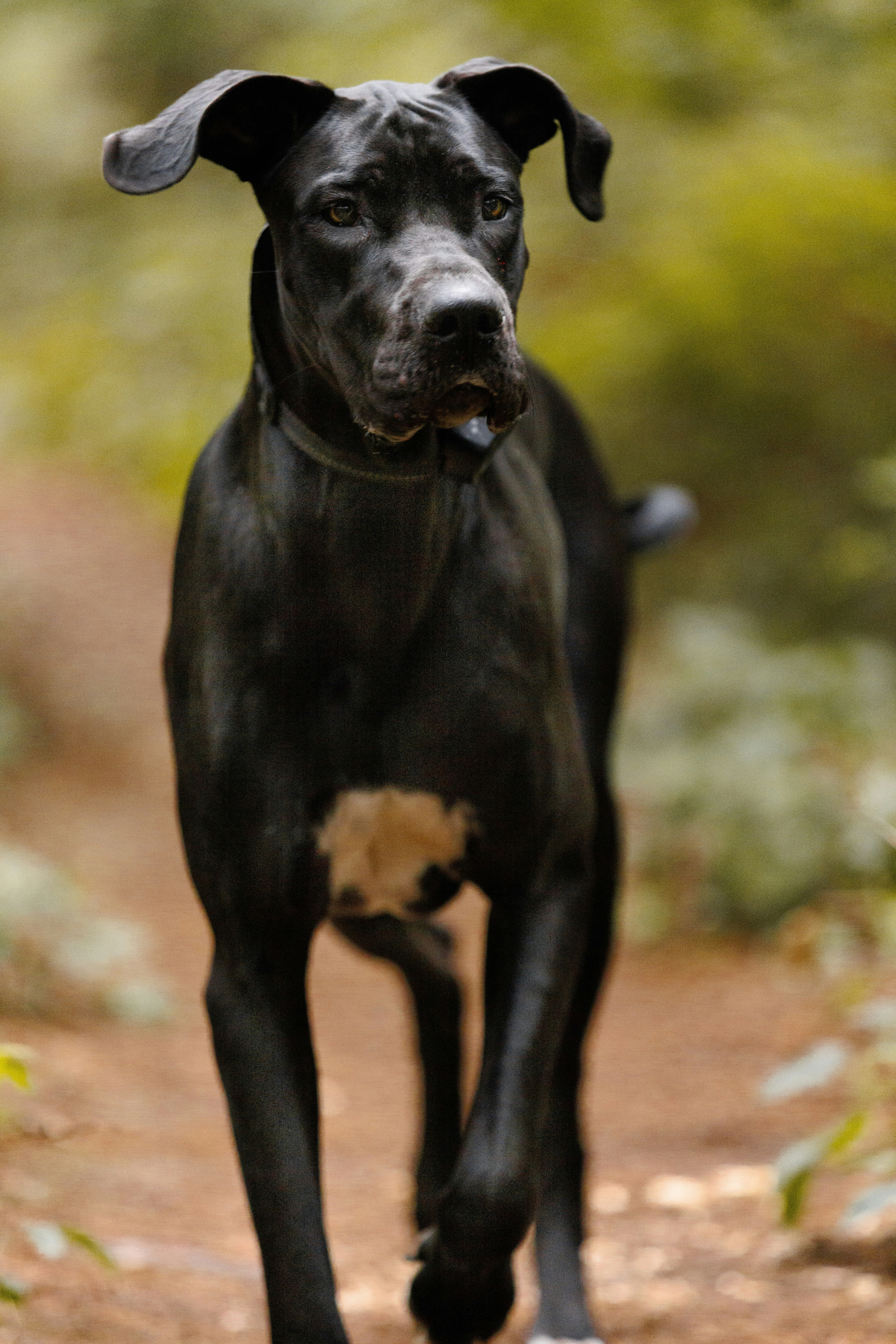 A black dog running down a dirt road photo – Free Dog Image on Unsplash