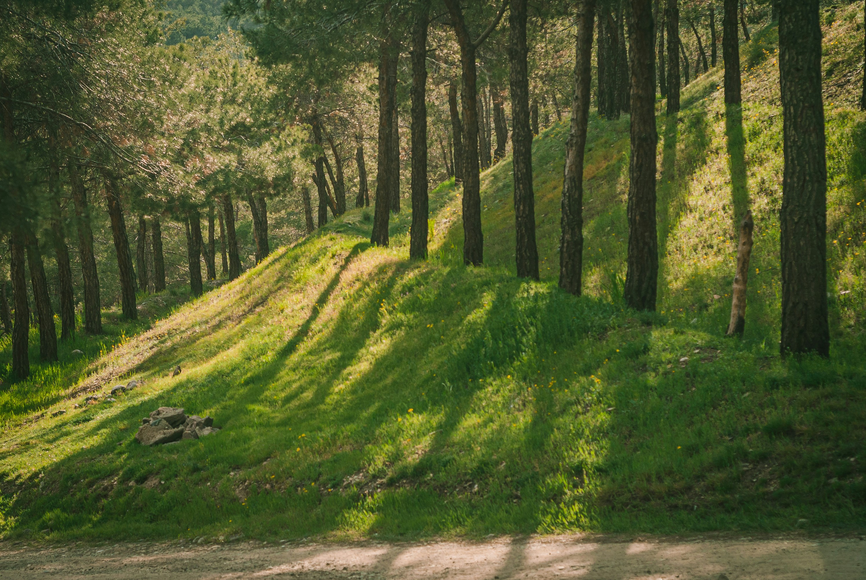 A lush green hillside covered in lots of trees photo – Free Field Image ...