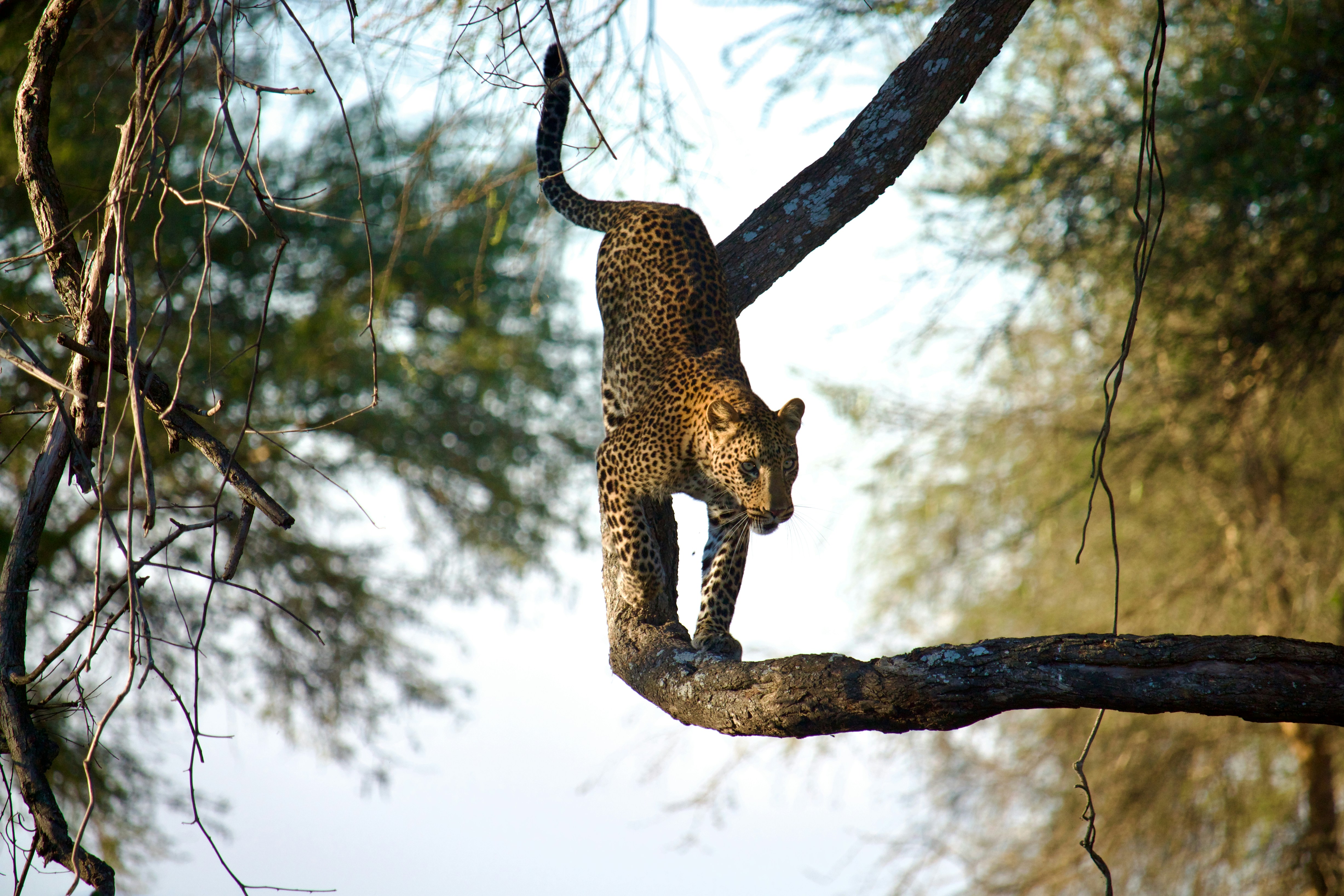 Jaguar Climbing Up A Tree