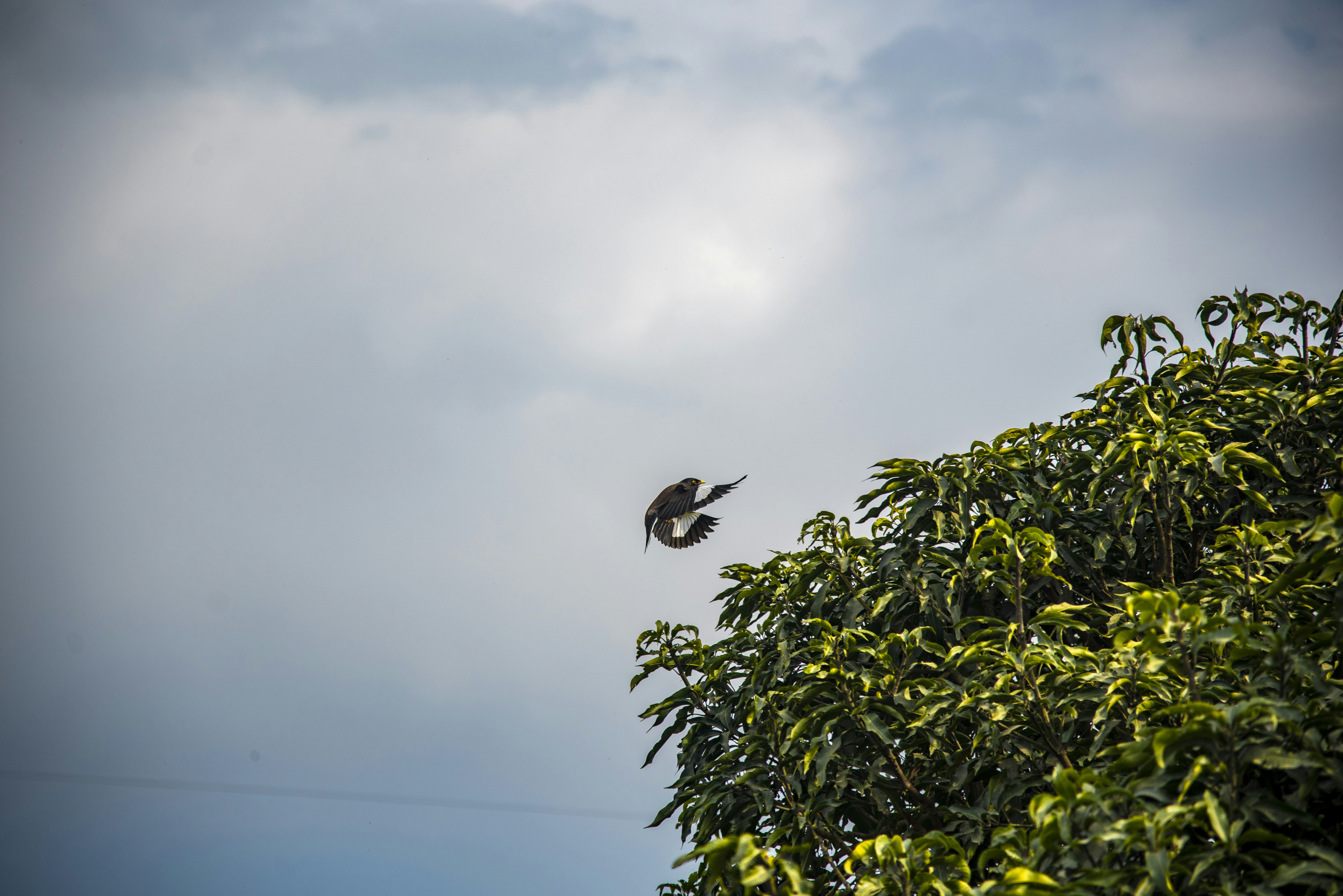 A bird flying through the air over a tree photo – Free Bird Image on ...