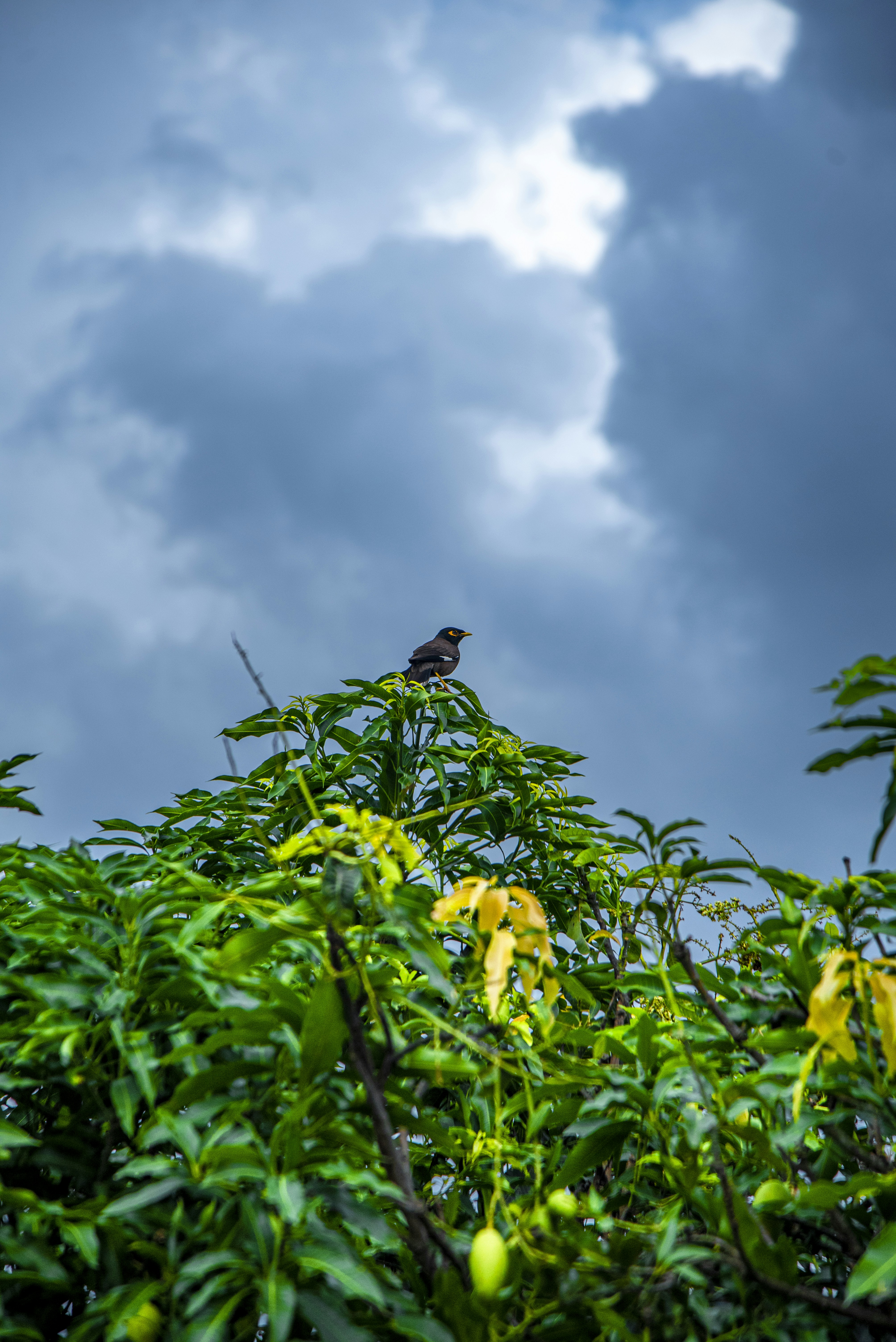 Perch Above the Verdant Canopy: A Songbird Against a Cloudy Blue Sky