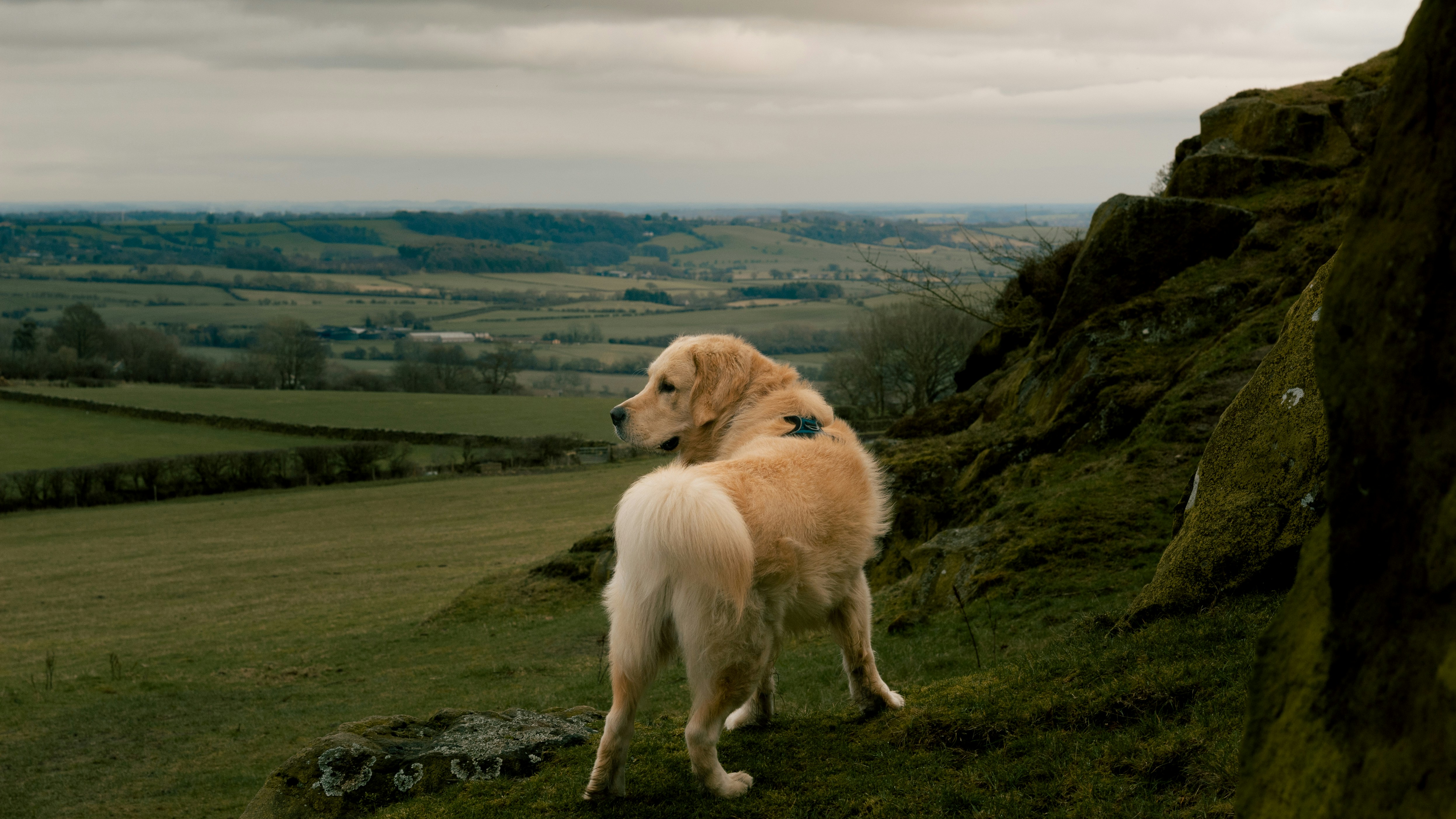 Ridge Sentinel: Golden Retriever Overlook