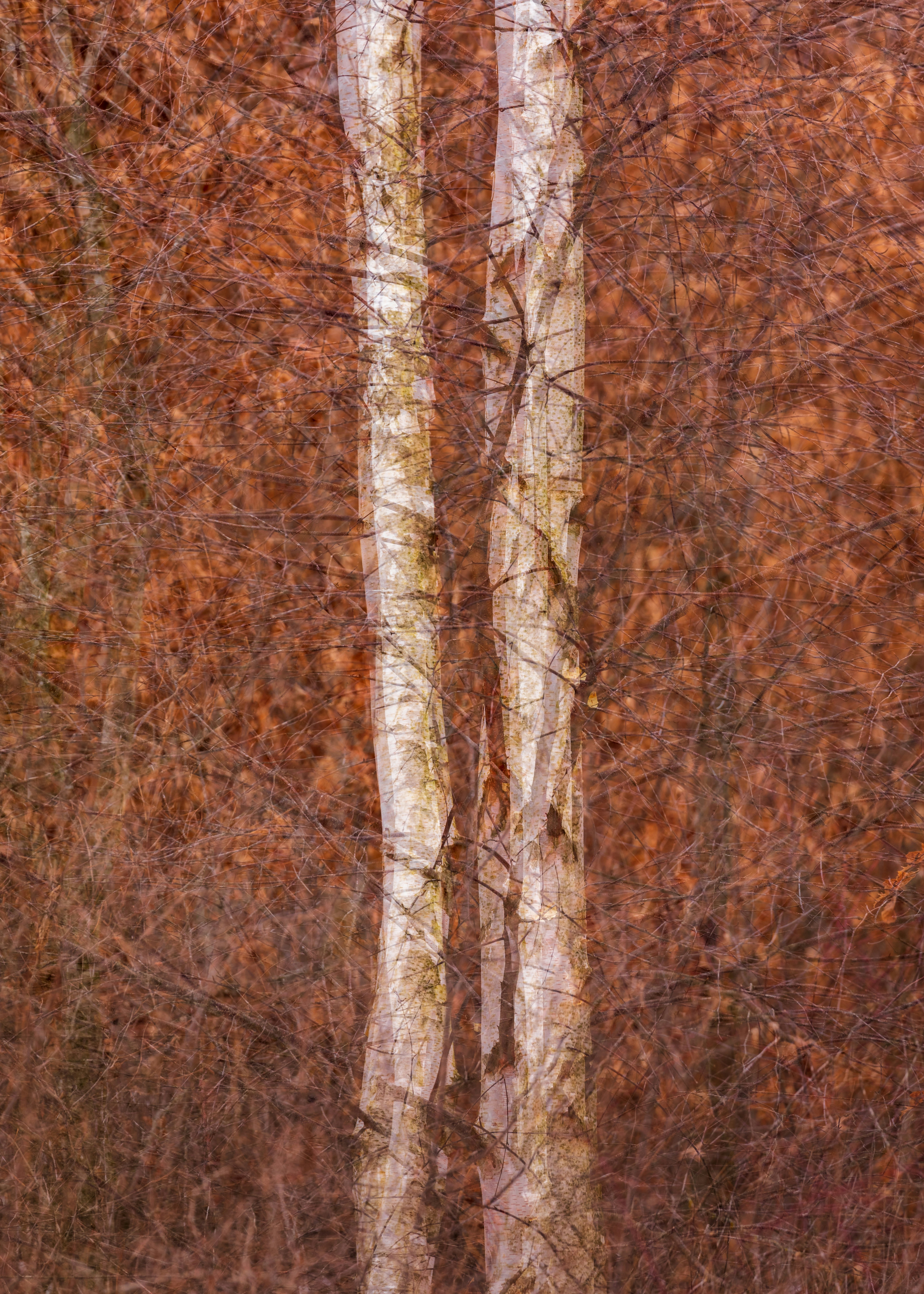 Parallels A multiple exposure of two trees.