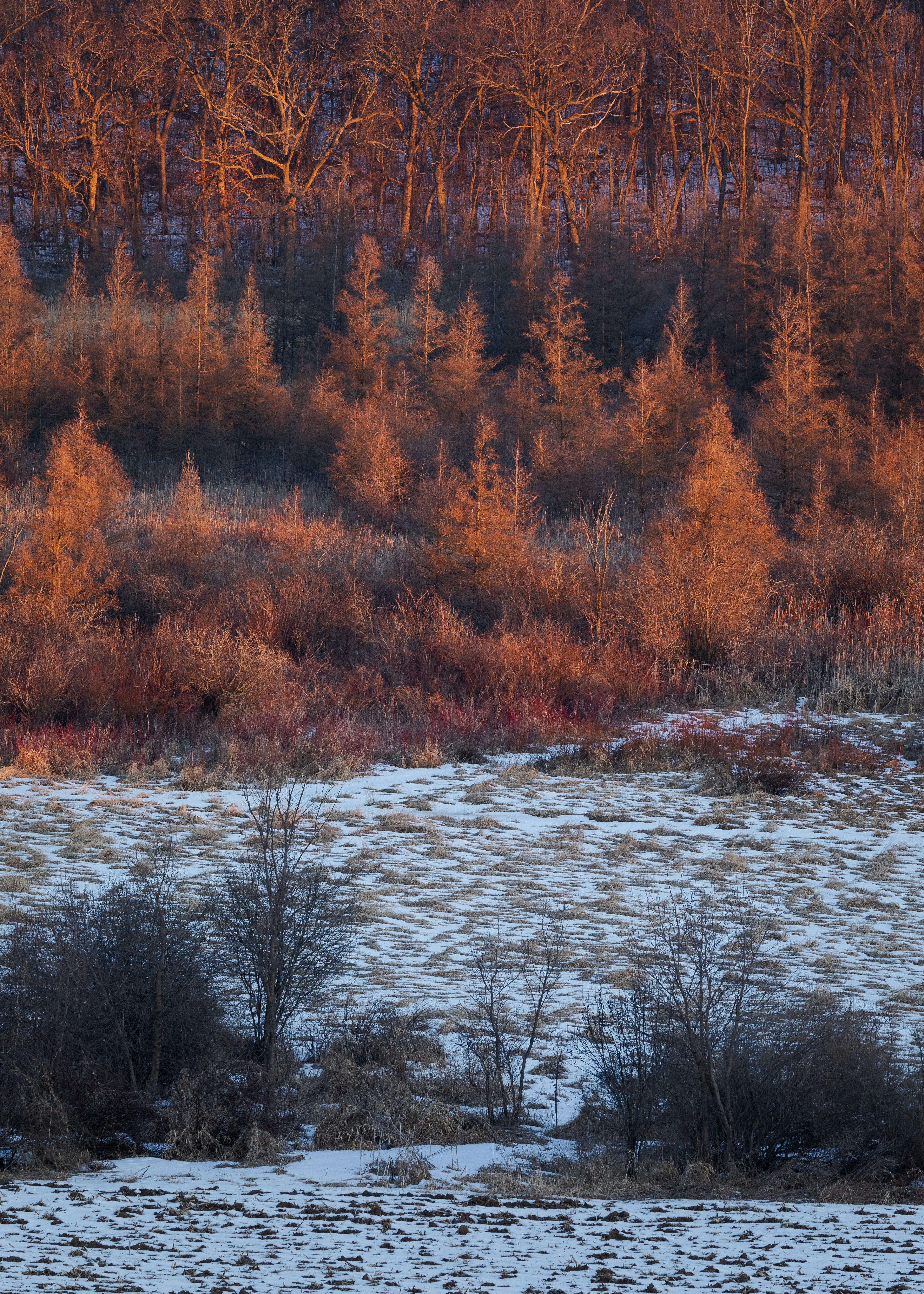Amber Pines at Dusk: Warm Light Softens a Snow-Dusted Field