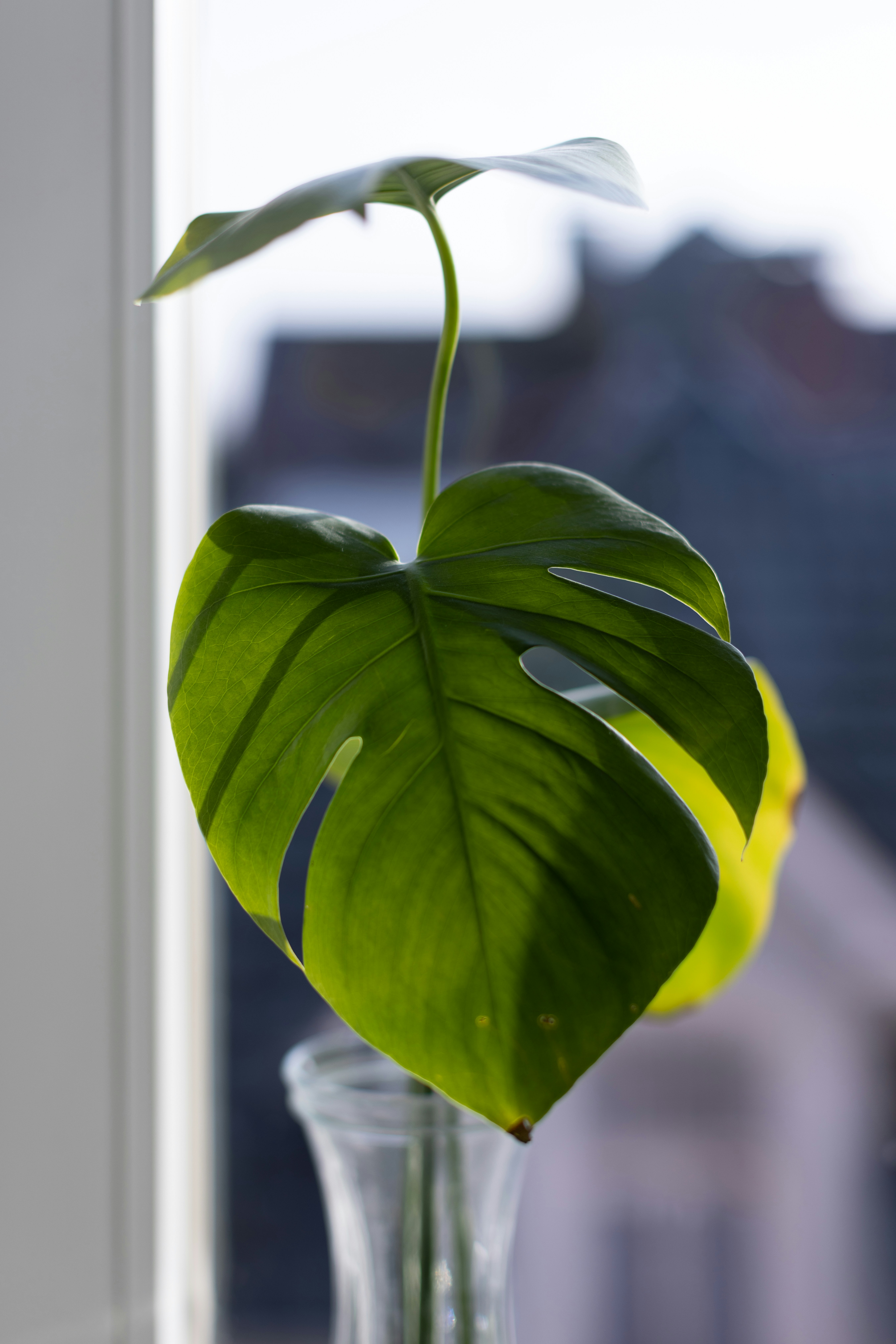 Heartleaf in Window Light: A Monstera Portrait