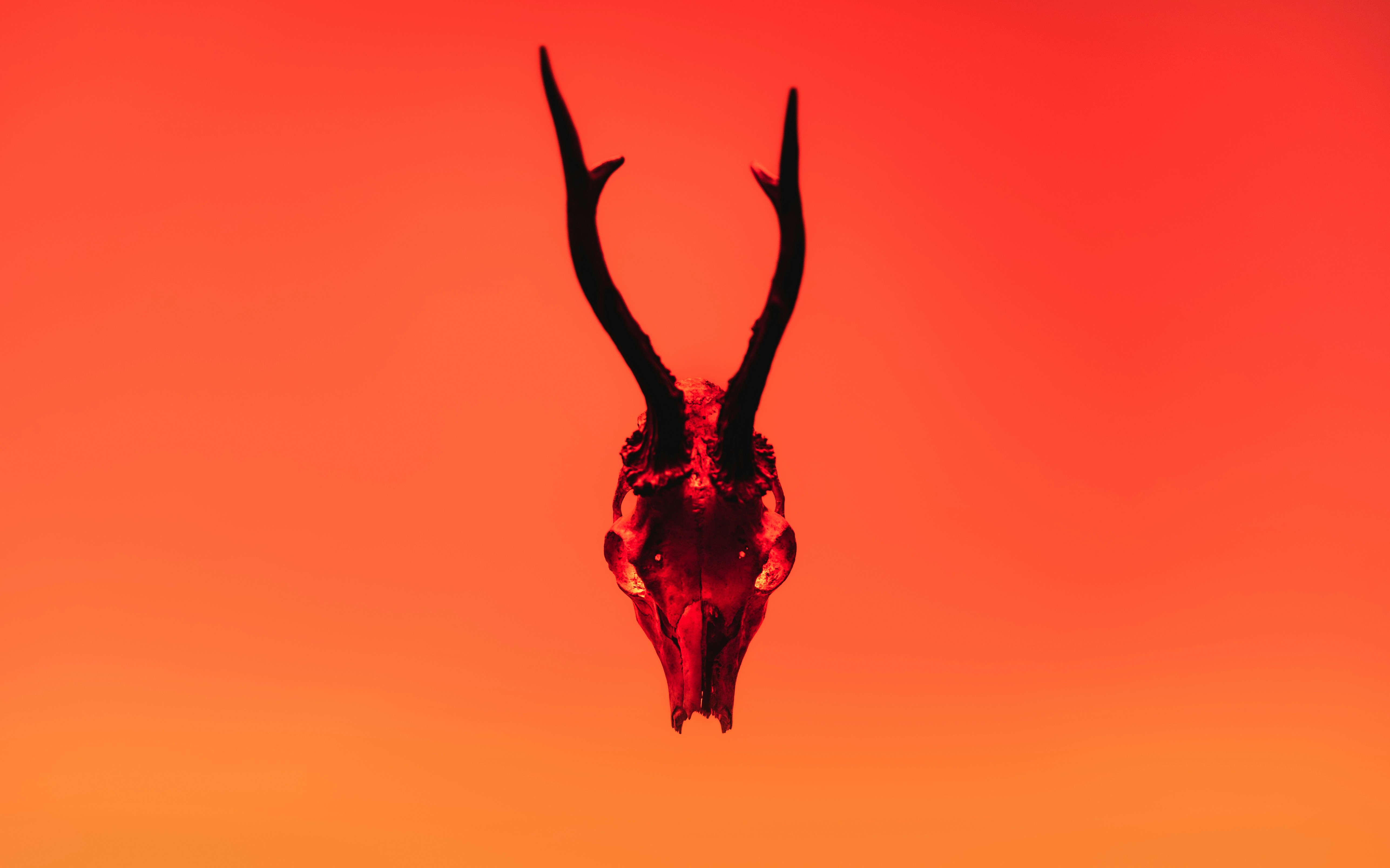 Deserted Skull Above a Fiery Horizon
