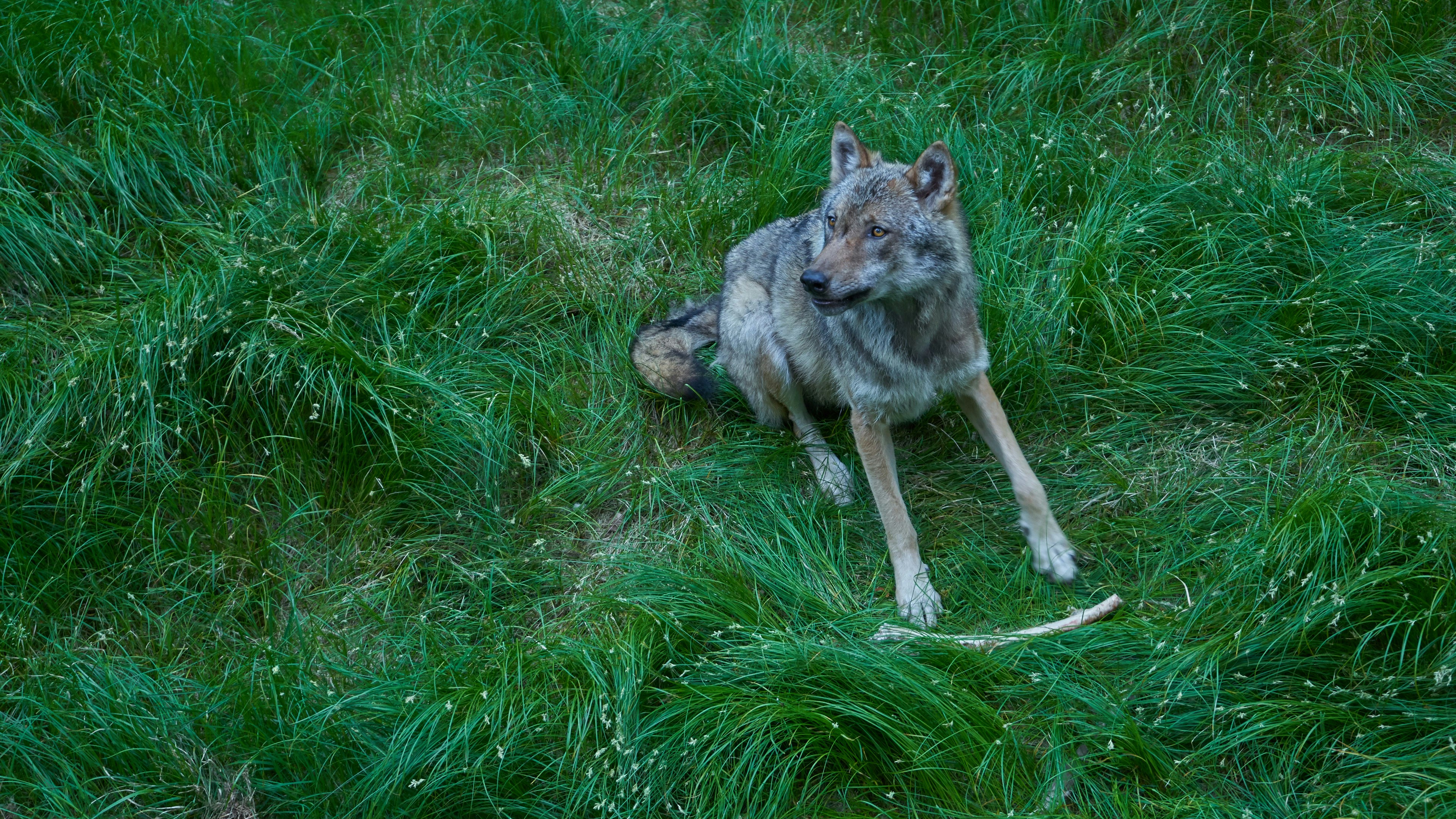 A wolf sitting in high grass after sunset