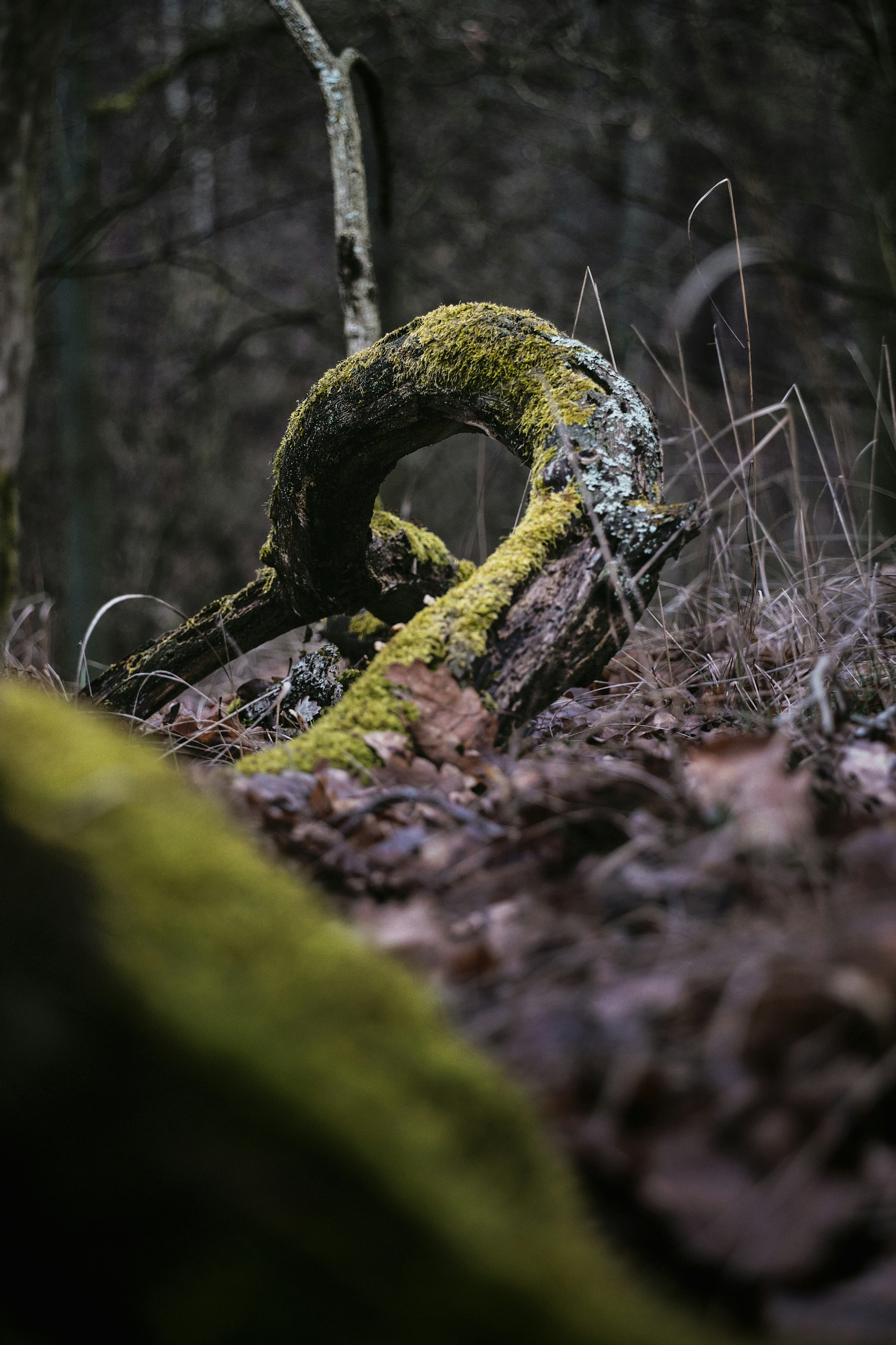 Moss-Crowned Loop: A Quiet Forest Fossil