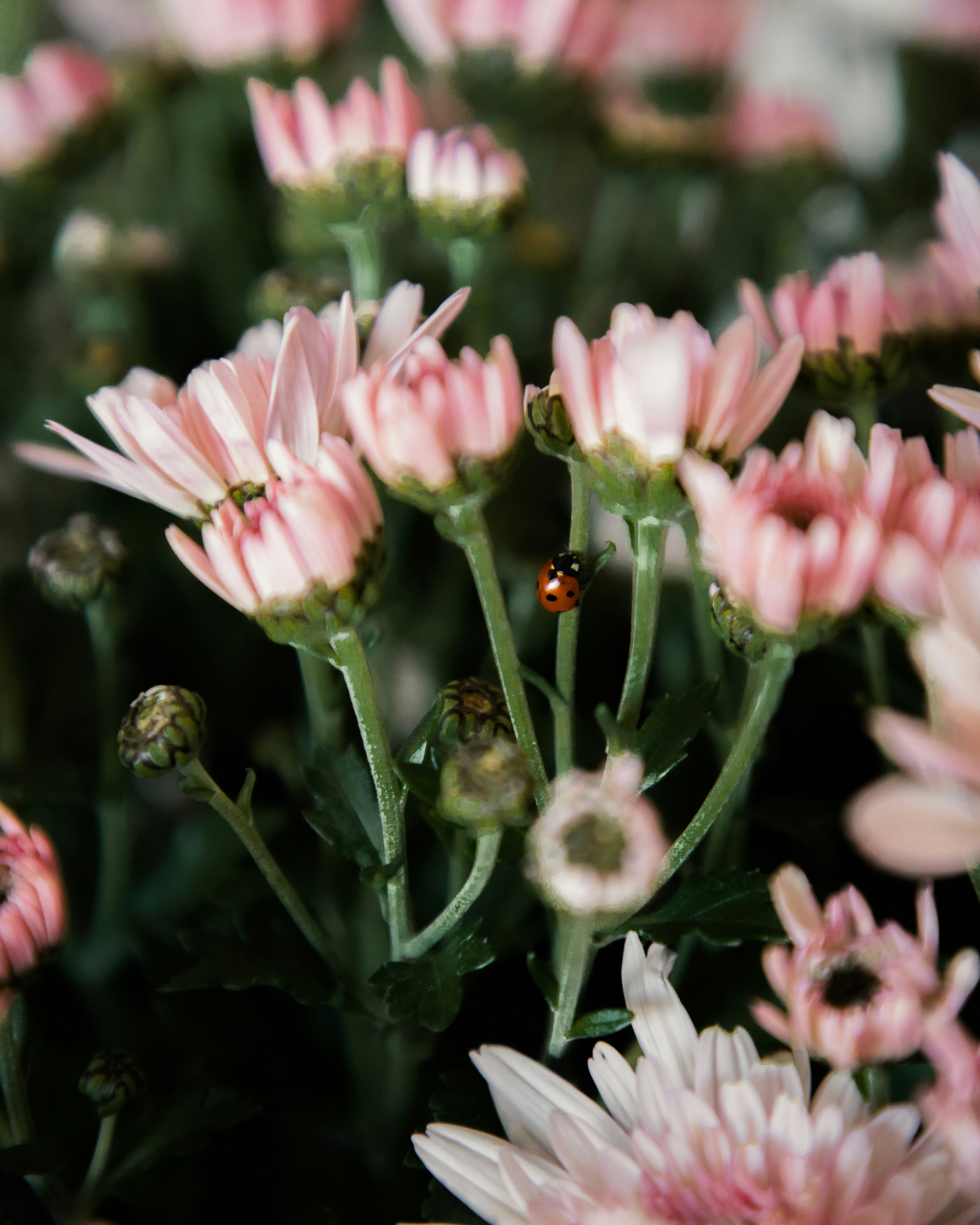 A bunch of pink flowers with a lady bug on them photo – Free Nature ...
