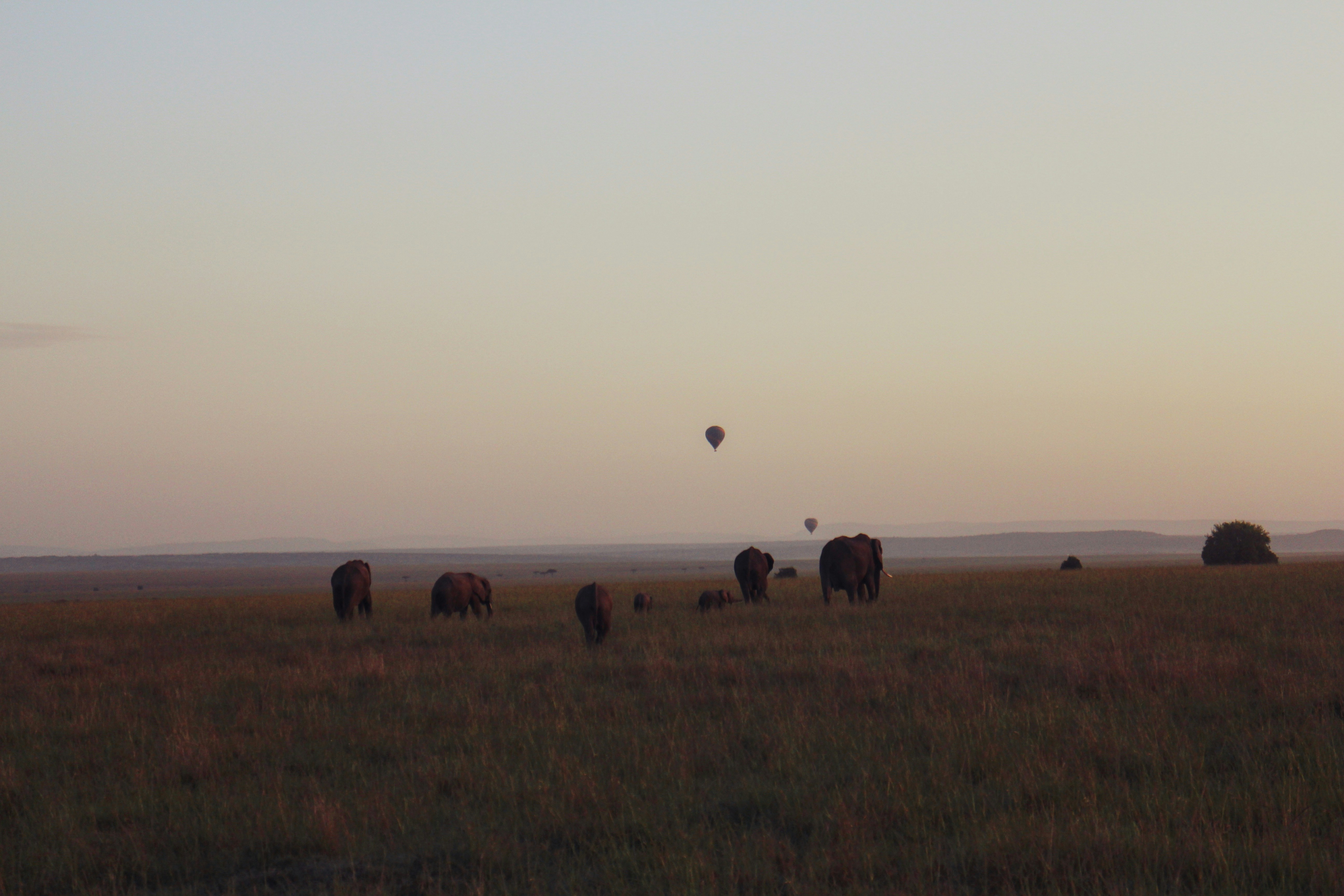 Dusk on the Savanna: Elephants Gather as Balloons Drift Over the Horizon