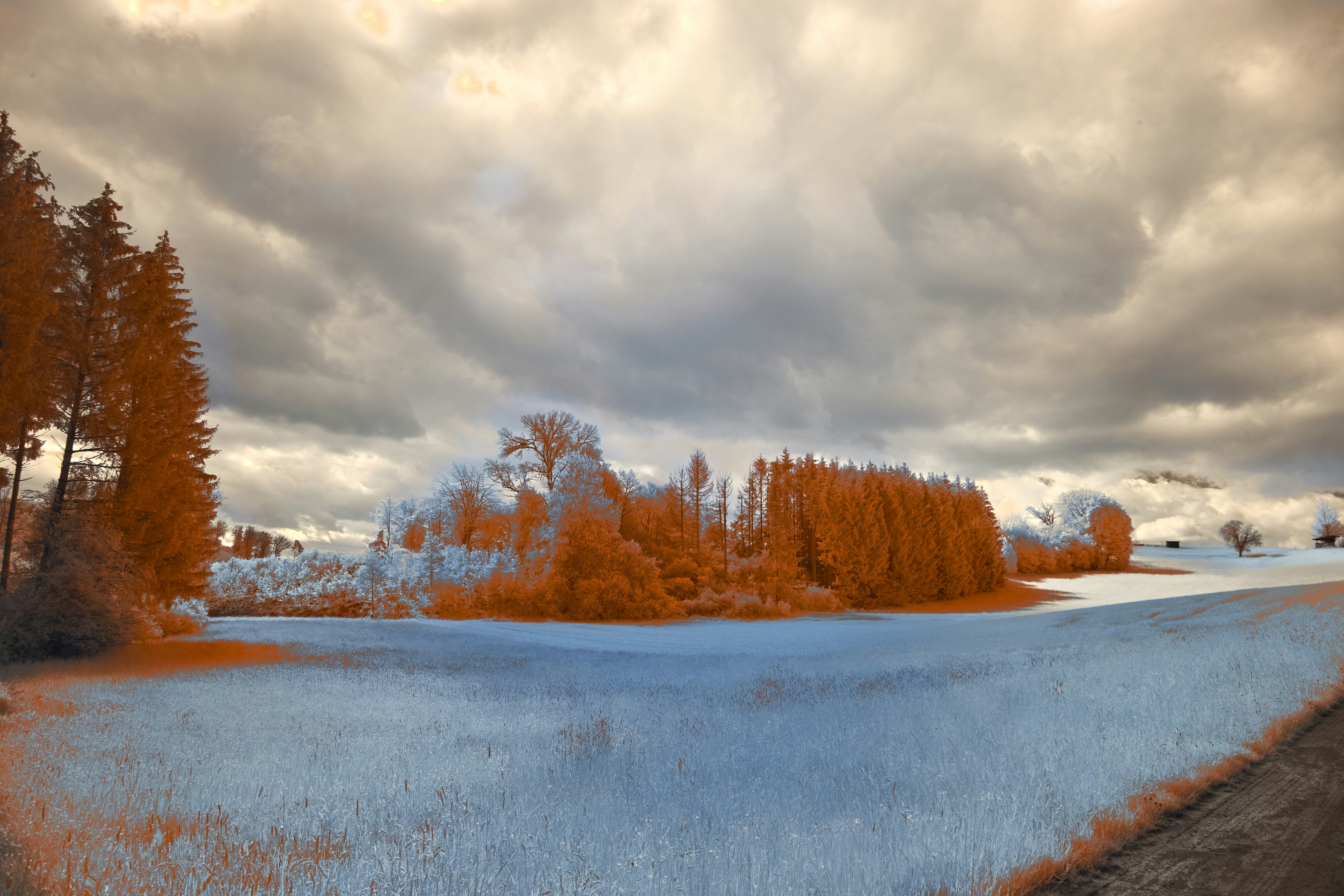 Autumn Reversal: Copper Trees Meet Frosted Meadow
