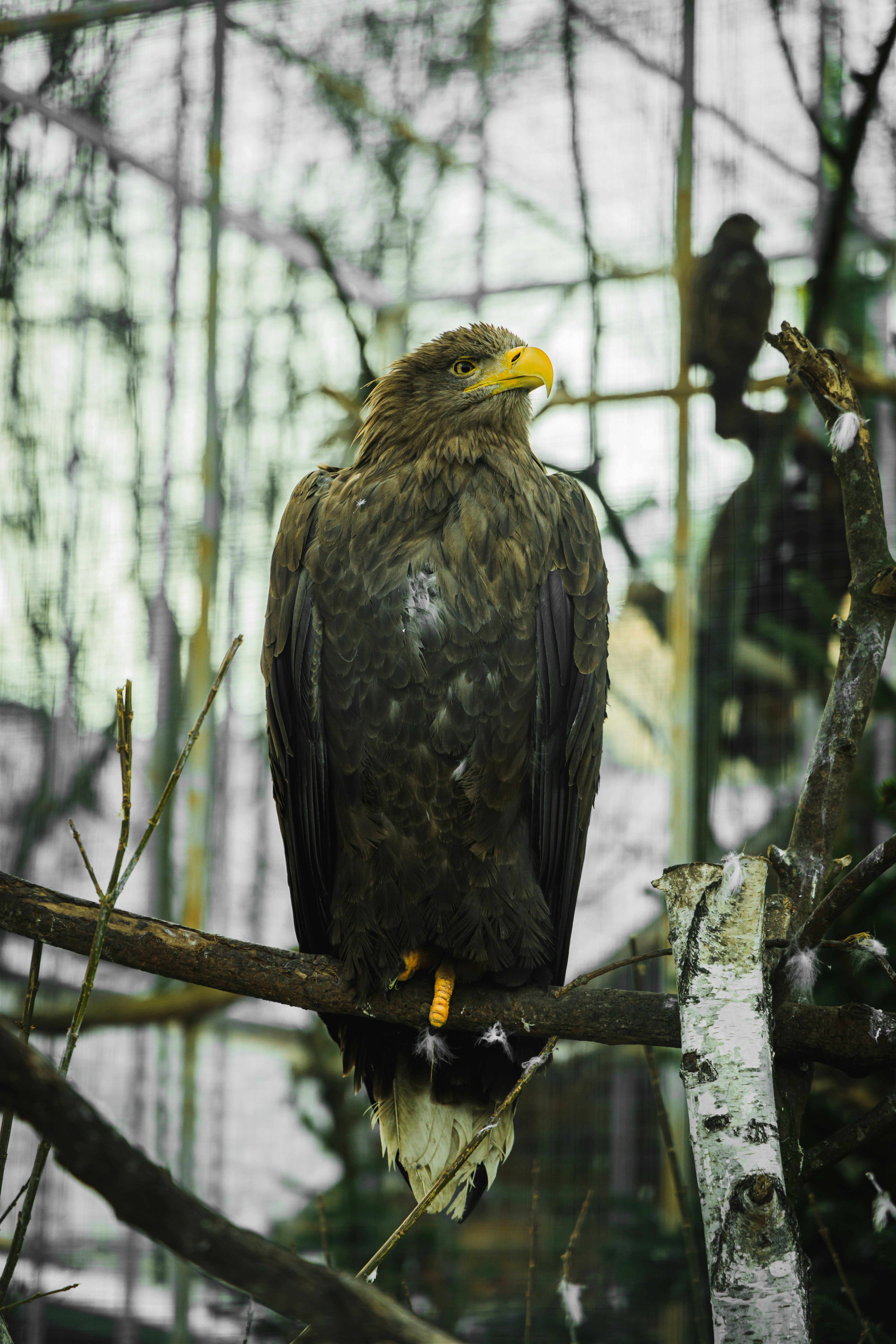 Raptor in the Aviary: Quiet Gaze Across Branches and Mesh