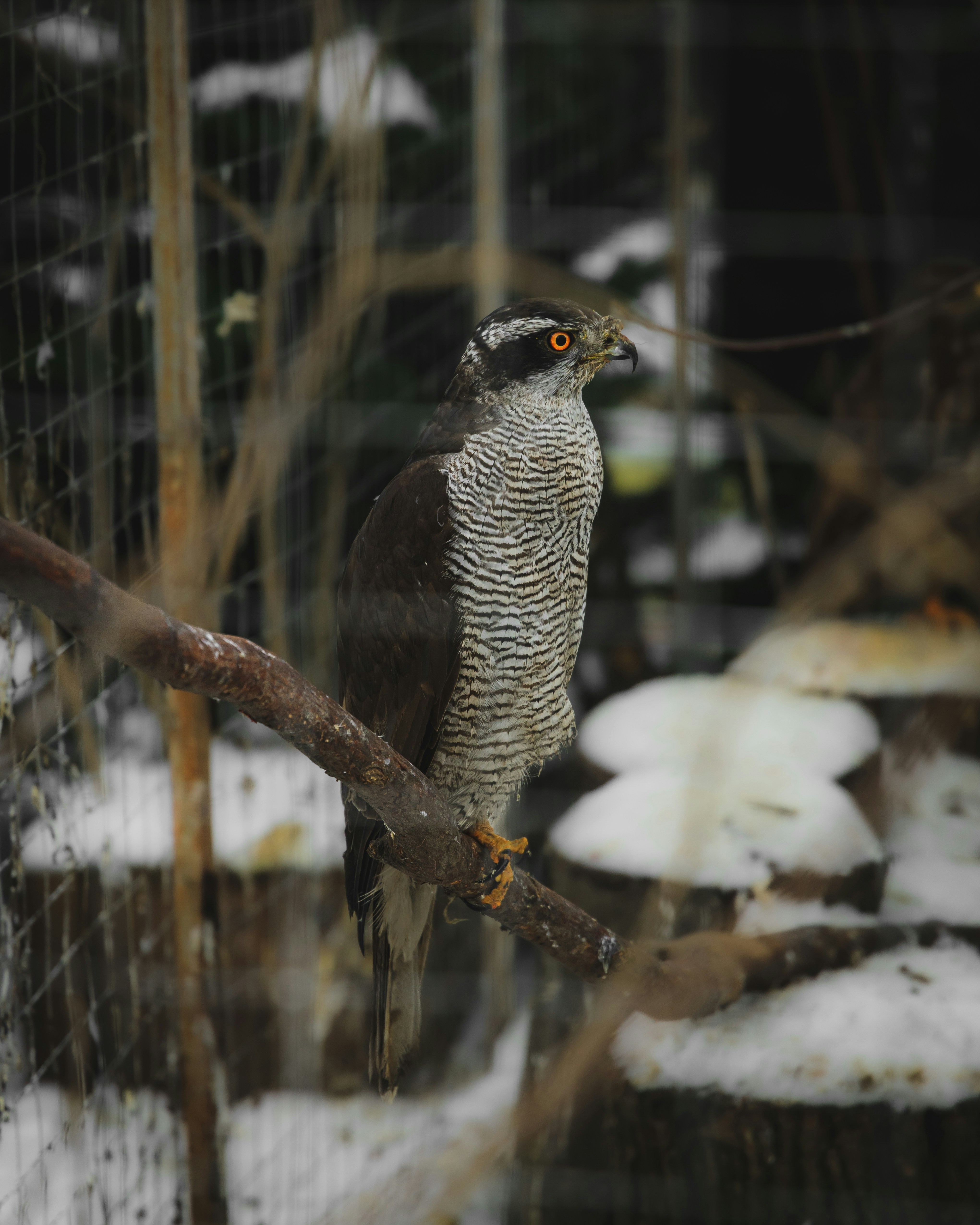 Winter Watcher: Hawk with amber eye perches behind a wire mesh