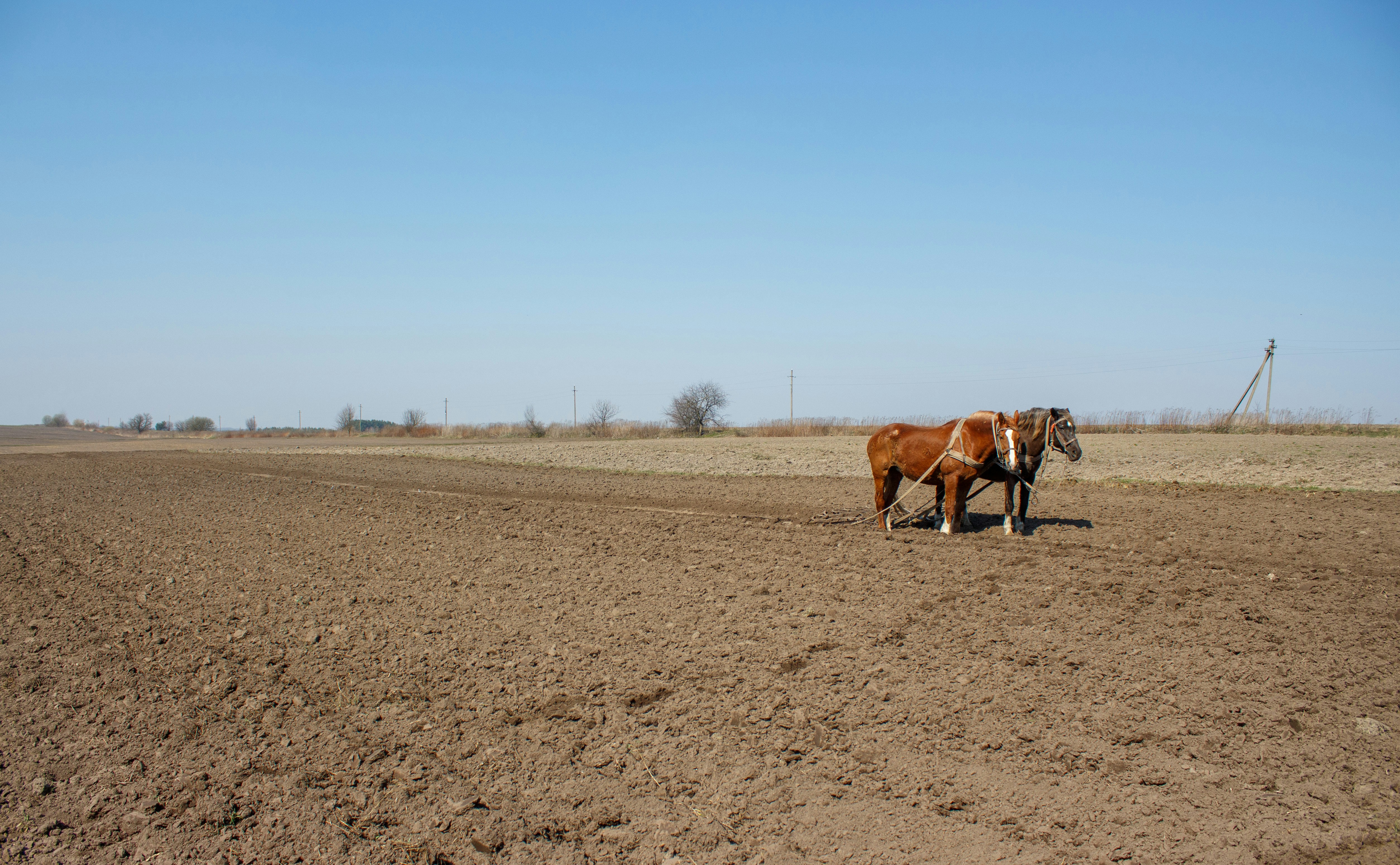 Solitary Brown Horse on an Expansive Plowed Field Under a Crisp Blue Sky