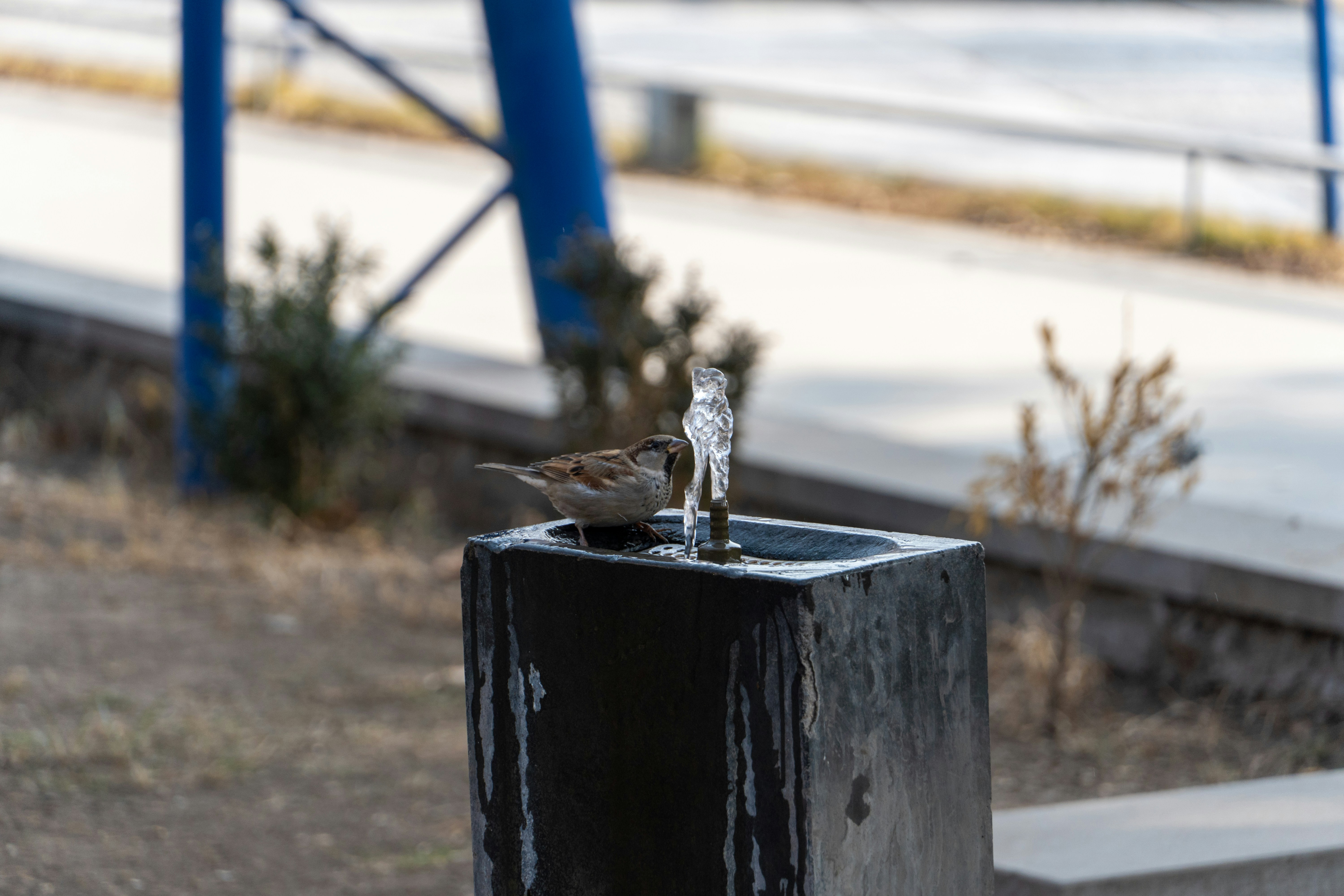 Sparrow on a Weathered Pedestal in a Quiet Park