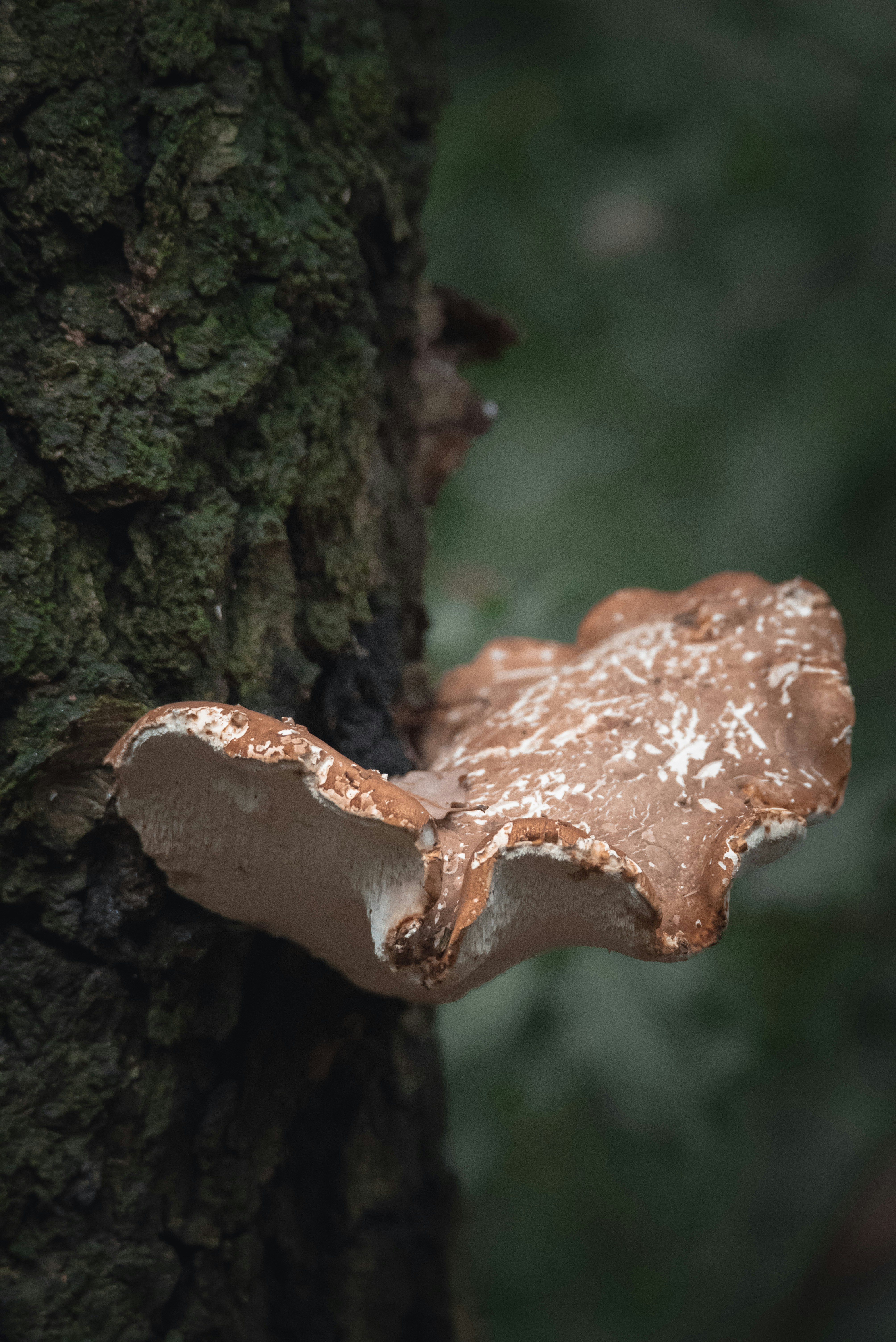 Nature's Rustic Sculpture: The Tree Fungus