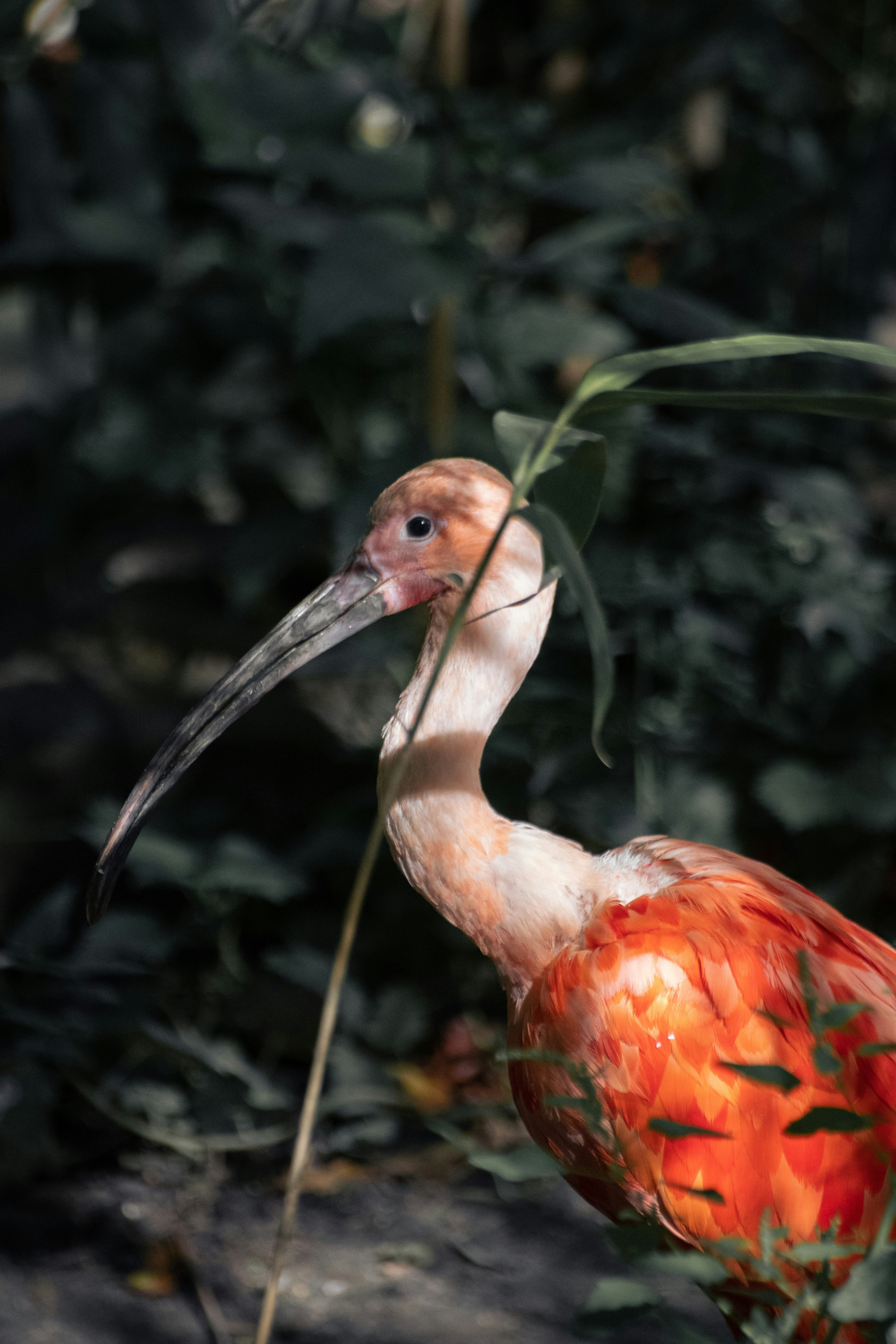 Crimson Beak Against Dark Foliage: A Long-Billed Ibis Portrait