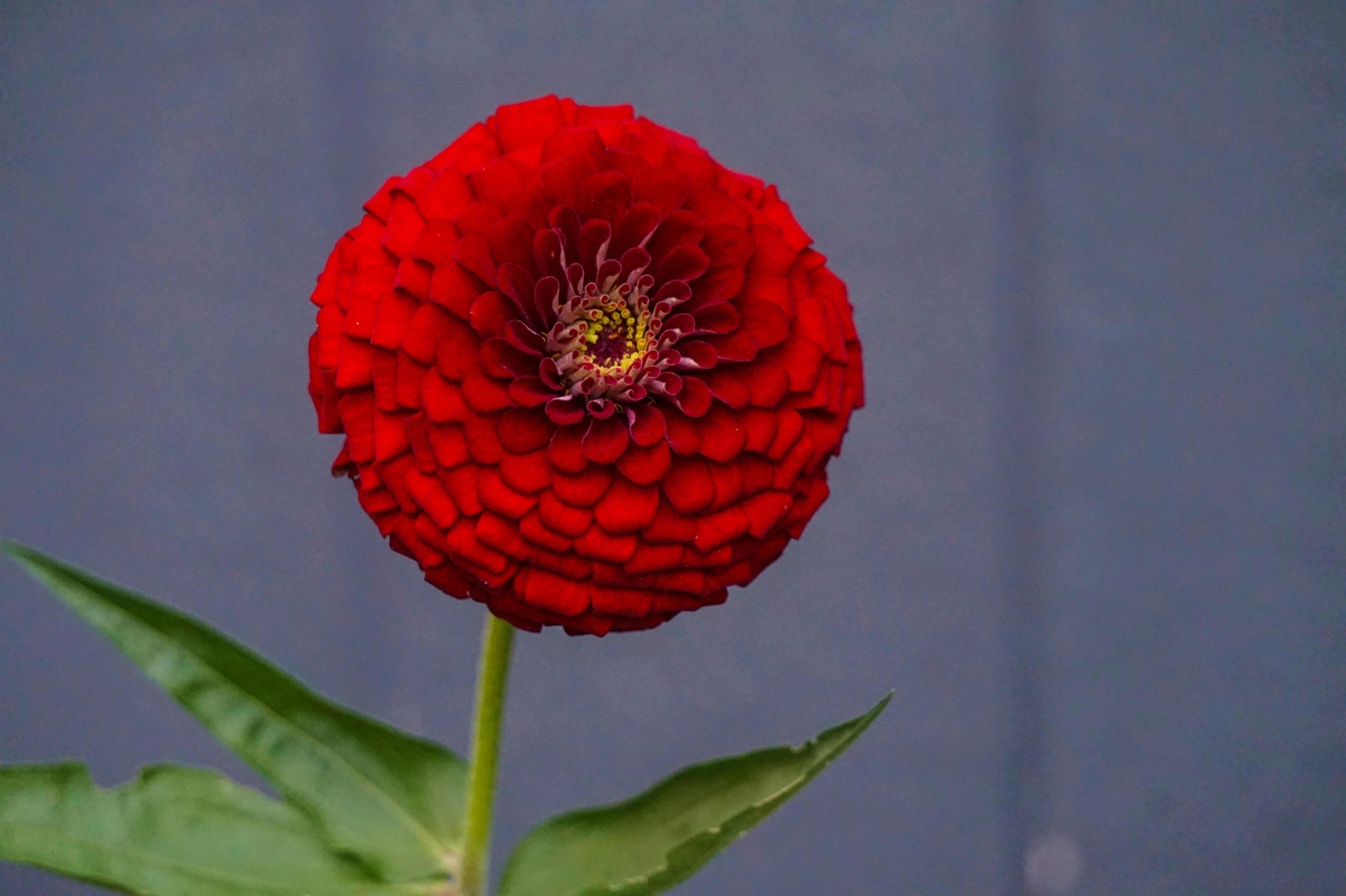 Crimson Zinnia Against a Slate-Blue Backdrop