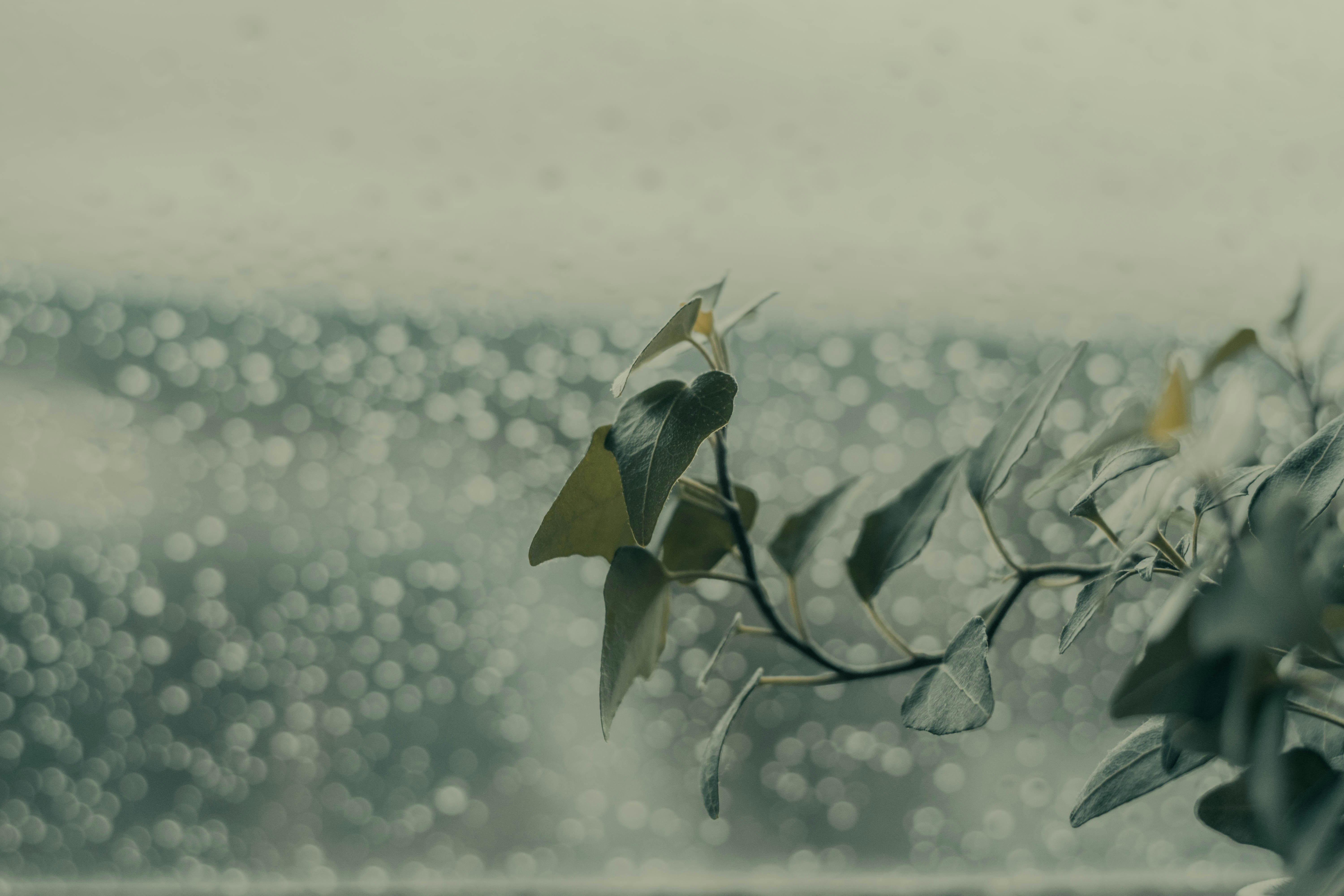 Emerald Leaves Framed by a Glimmering Water Bokeh