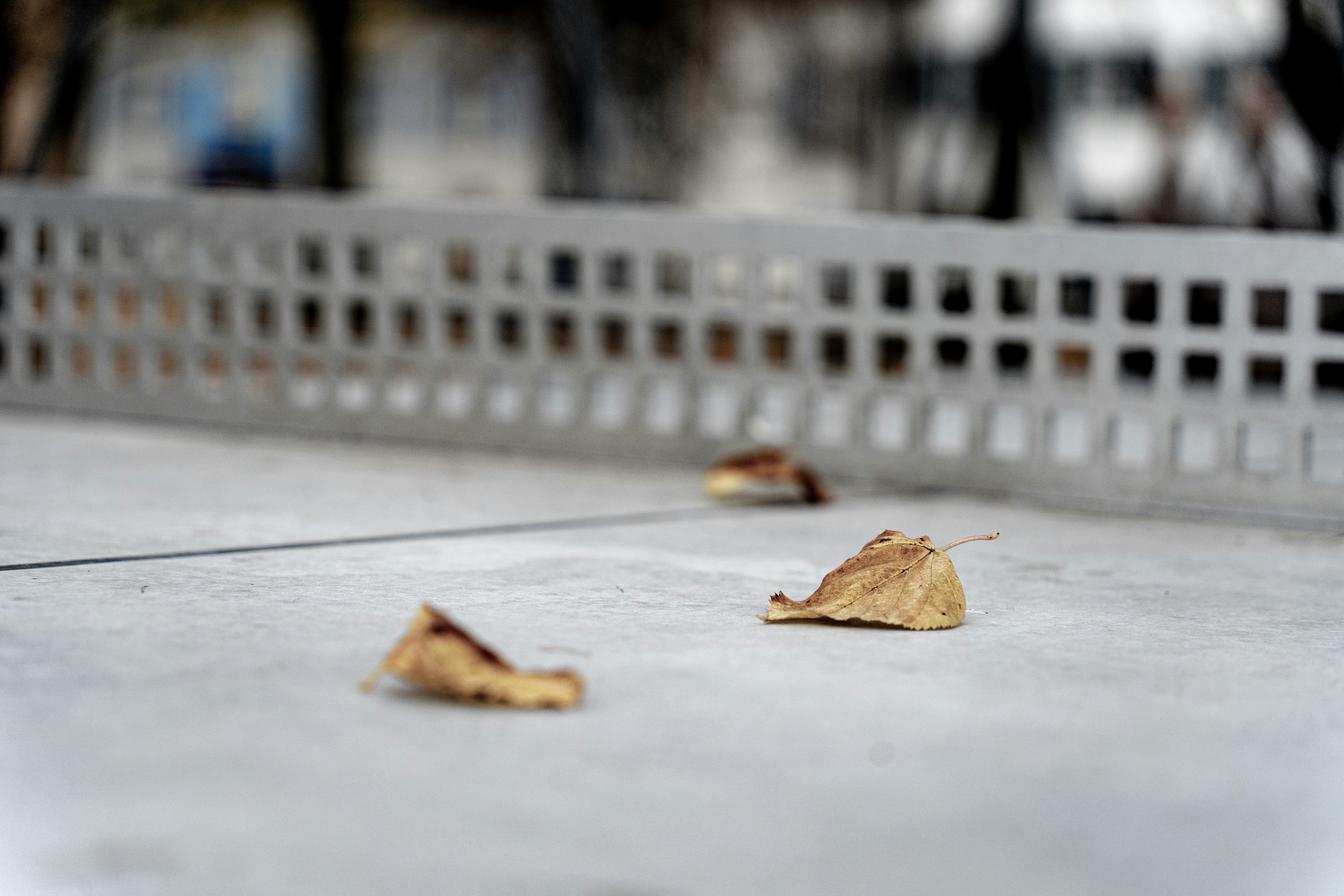 Leaf Fragments on a Sun-Washed Plaza: A Minimalist Depth of Field Moment