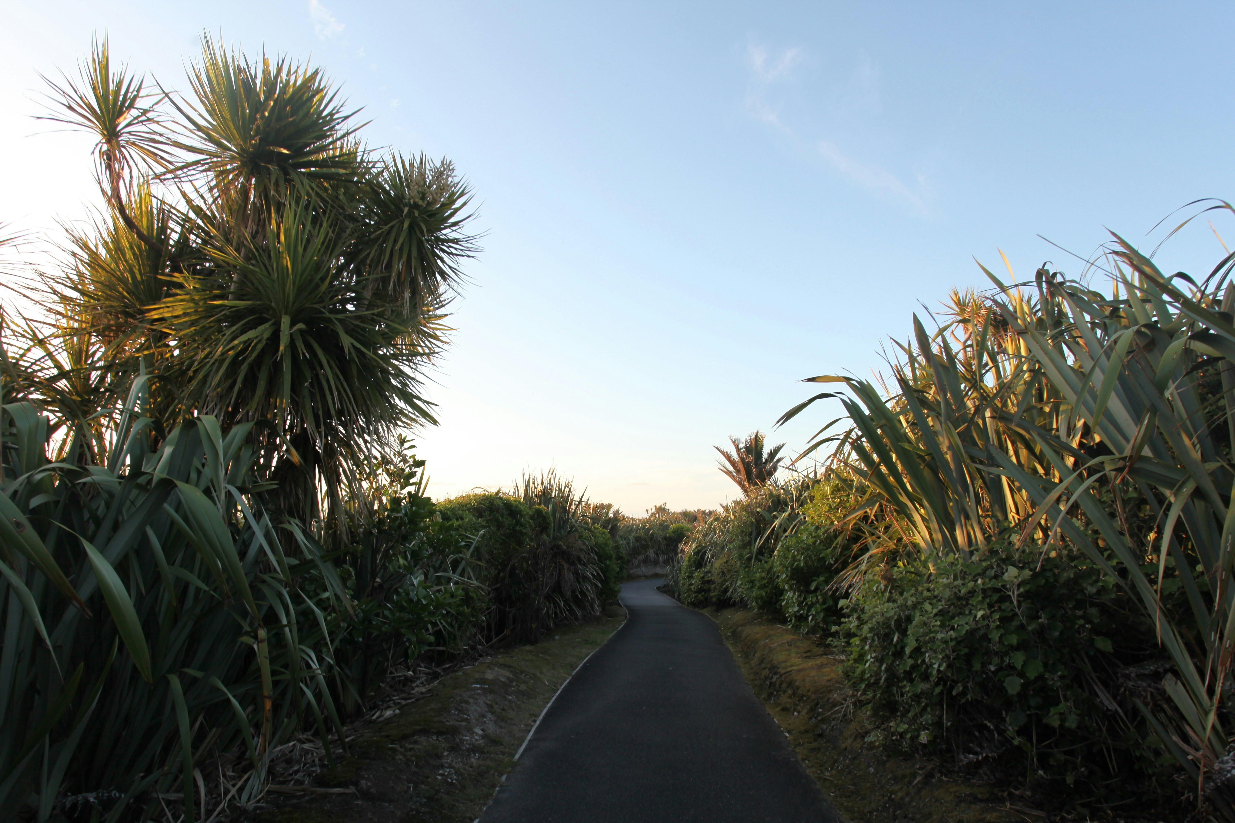 a paved road surrounded by trees and plants