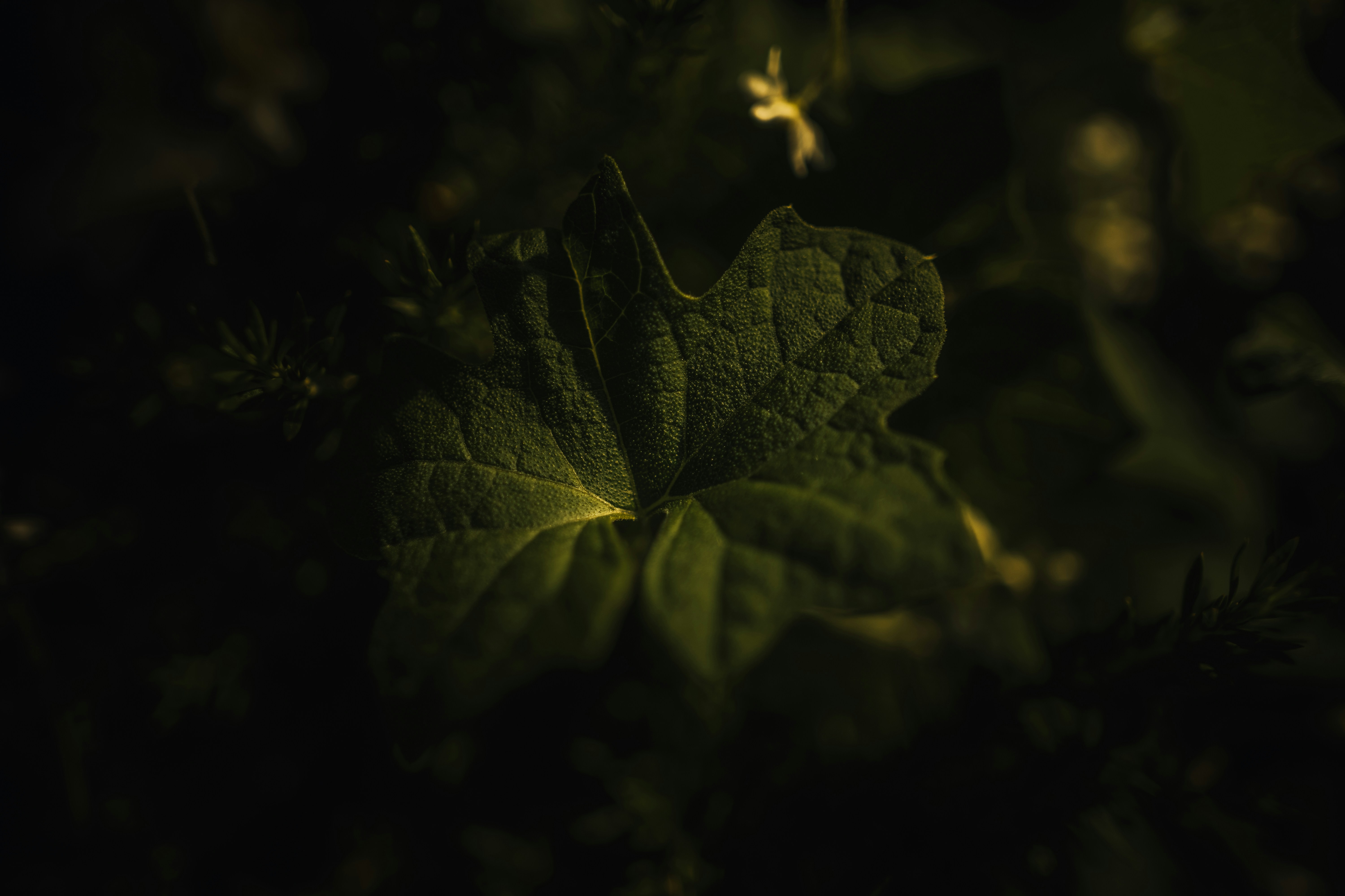 A close up of a leaf in the dark photo – Free Plant Image on Unsplash
