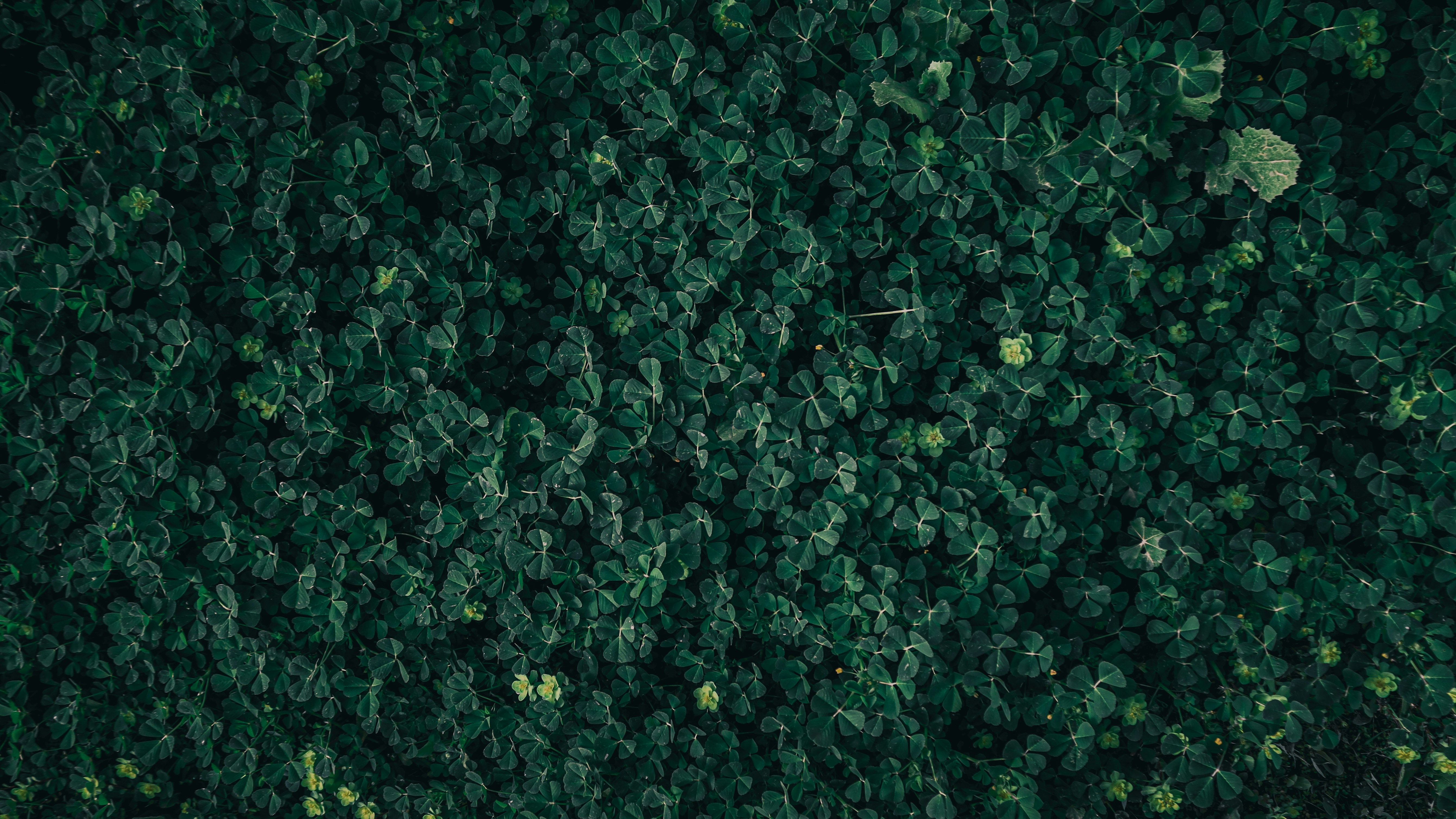 An aerial view of a forest with lots of green leaves photo – Free Iraq ...