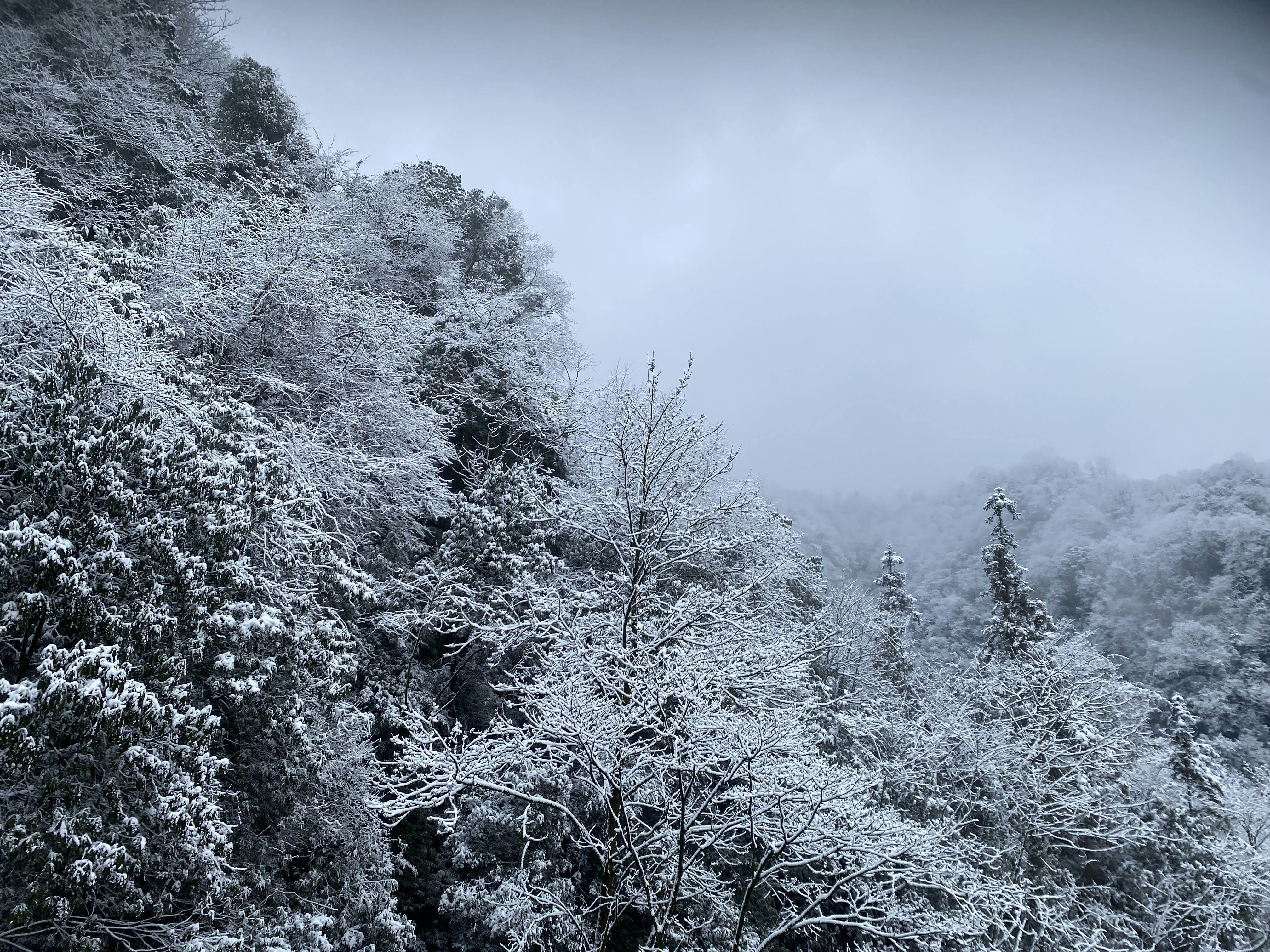 A snow covered forest with trees on a cloudy day photo – Free Land ...