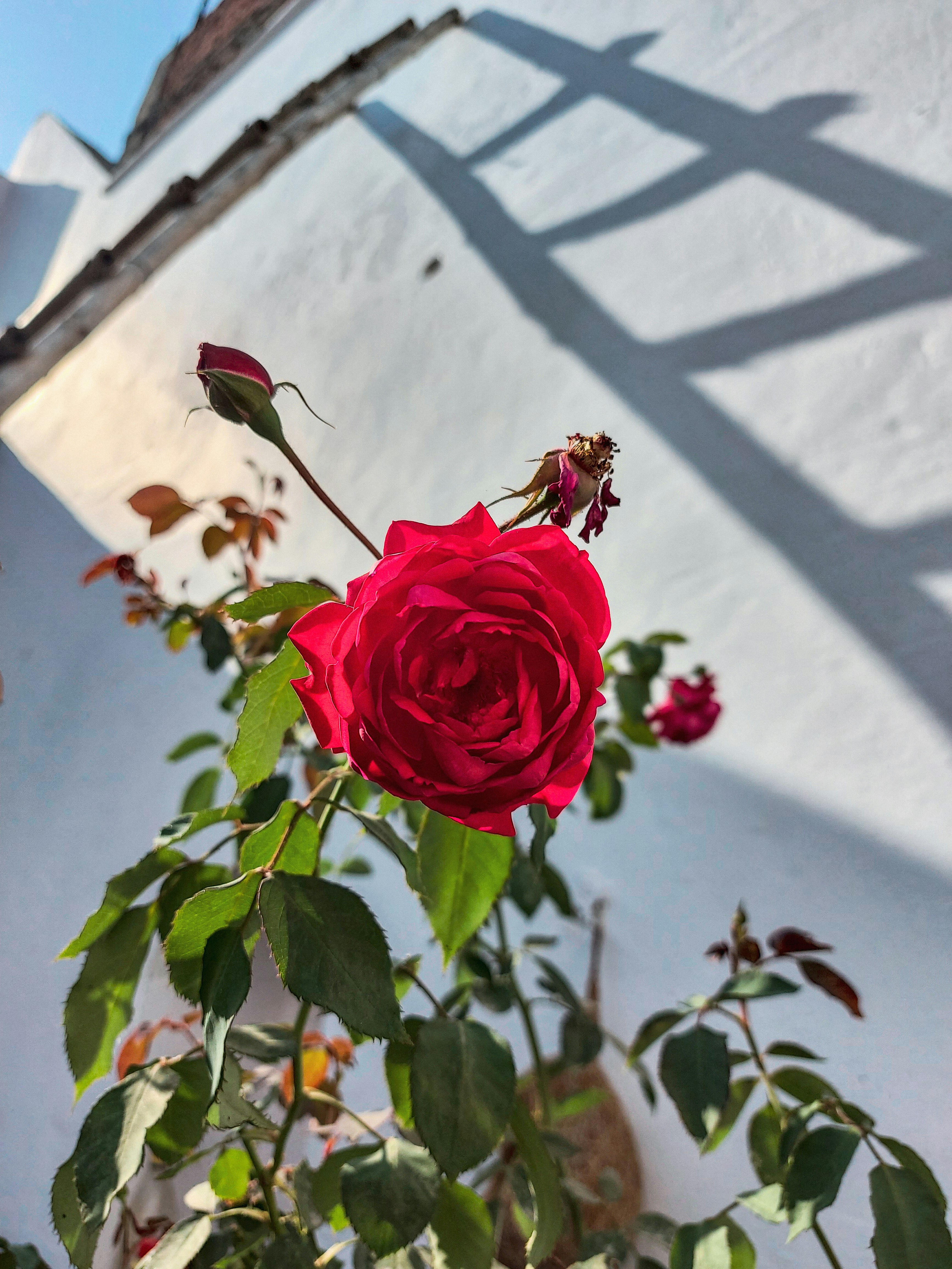 Crimson Bloom Against Shaded Wall