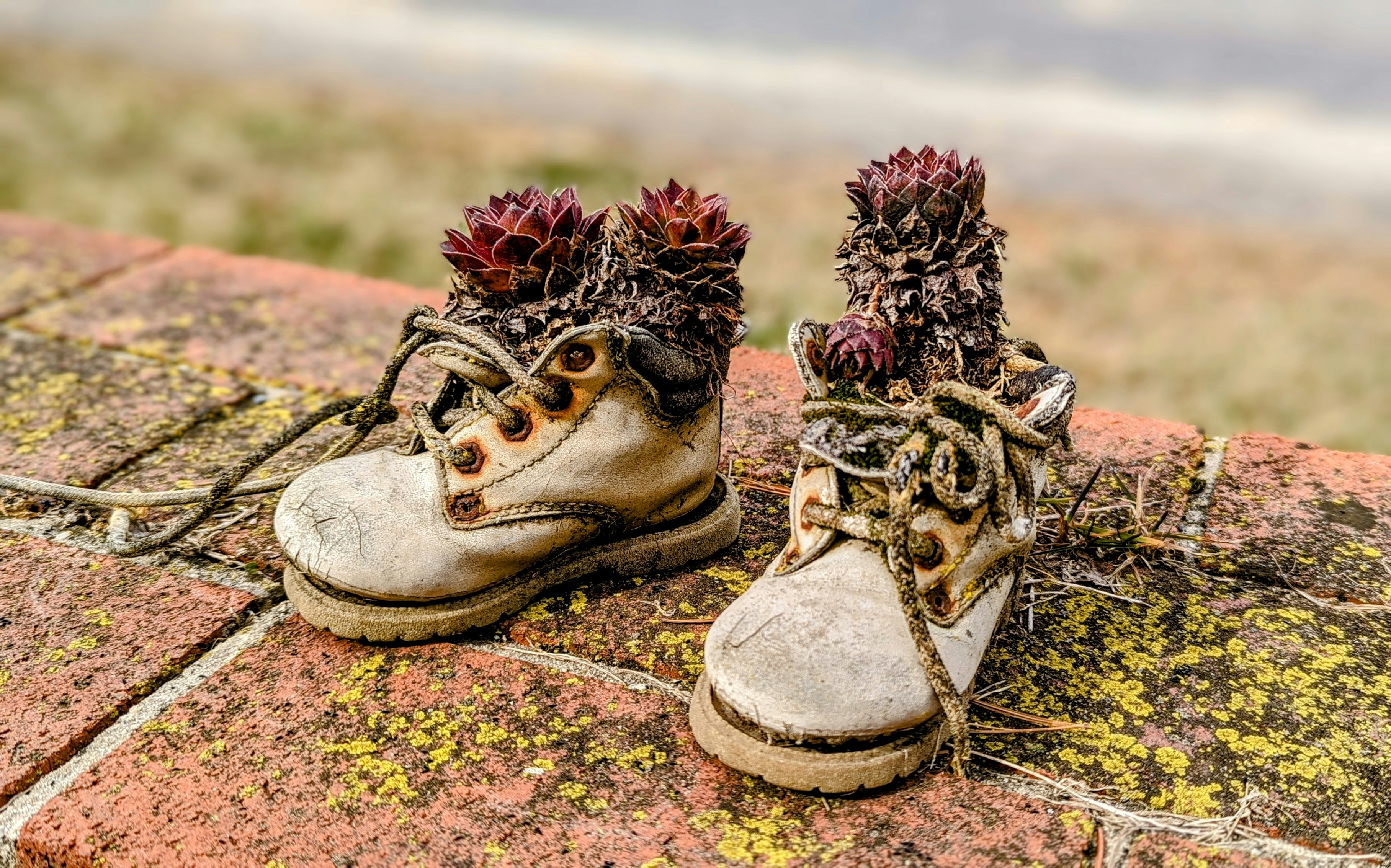 Weathered old little workboots with cactus plant on brick.