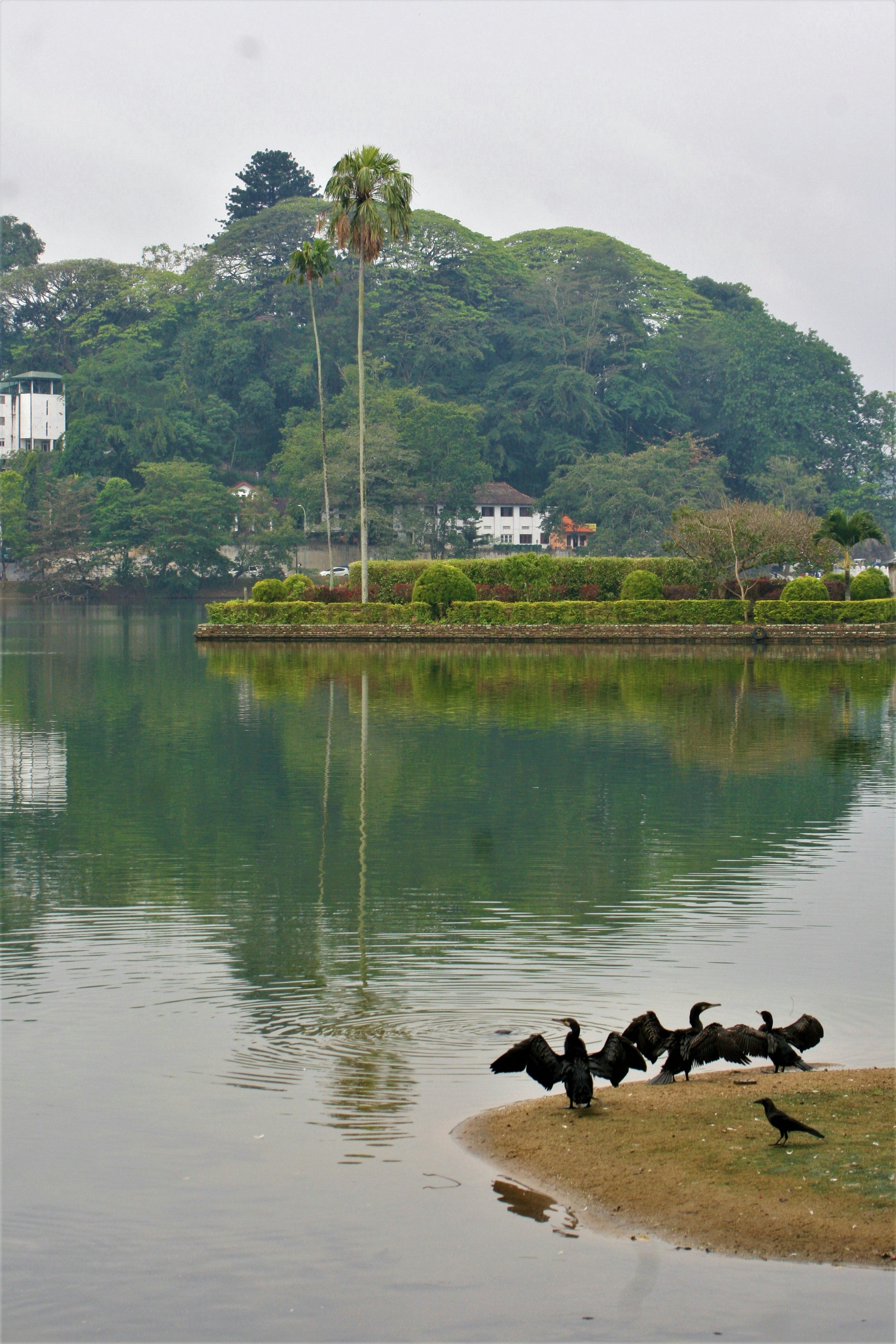 Palm Sentinels Over a Tranquil Lake