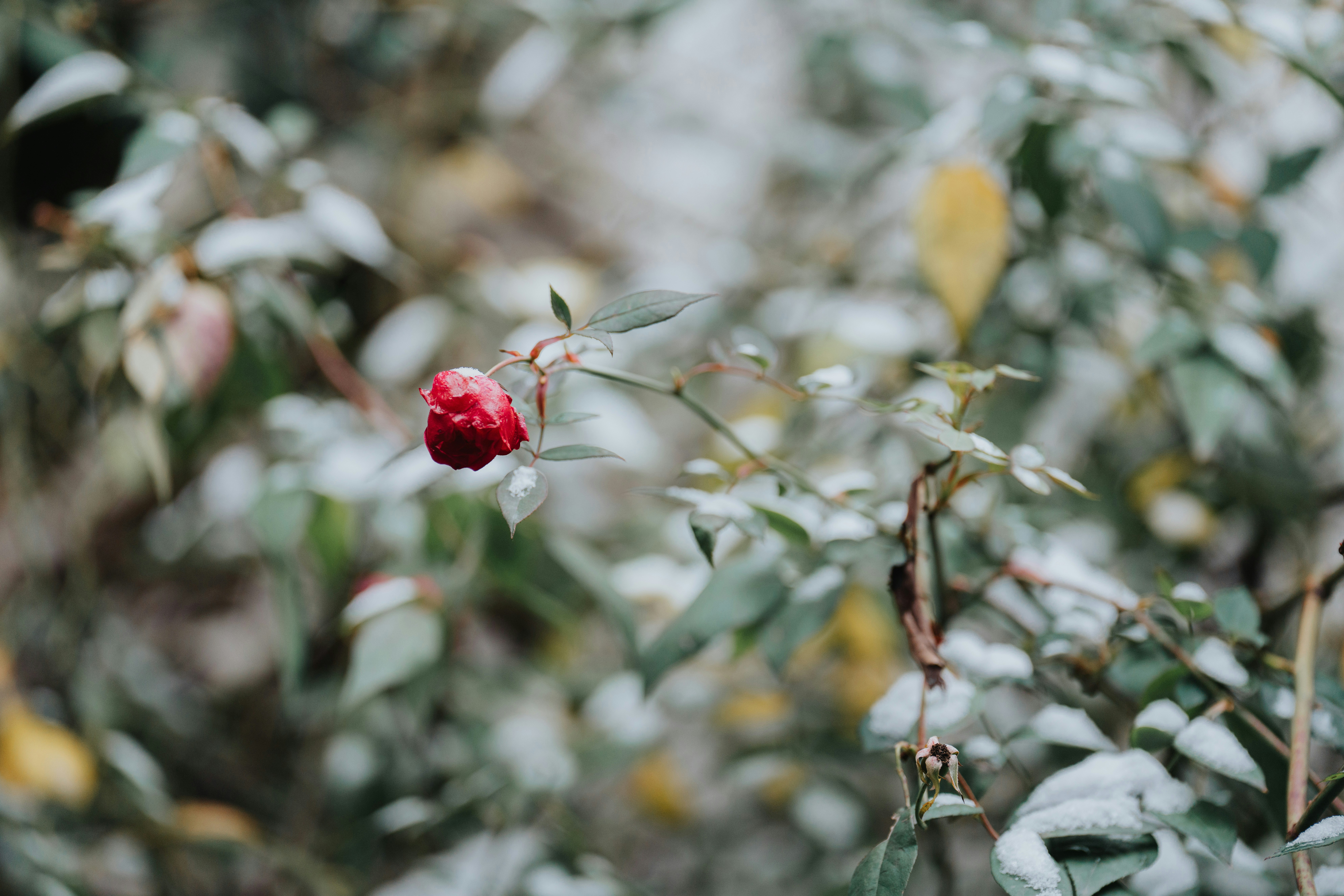 Red Rose in Frosted Understory