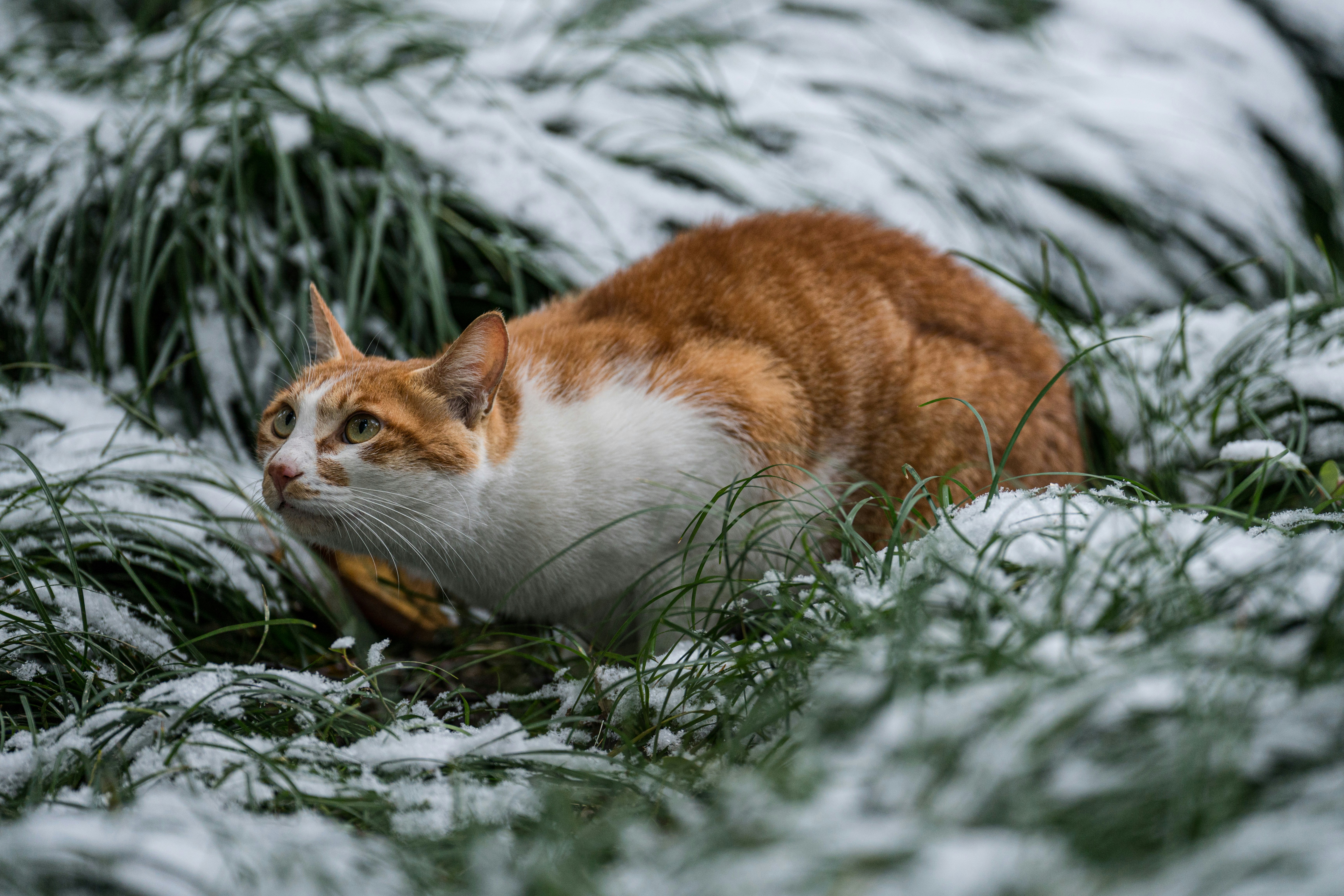 Amber in Snow: A Quiet Stalk Among Frosted Ferns