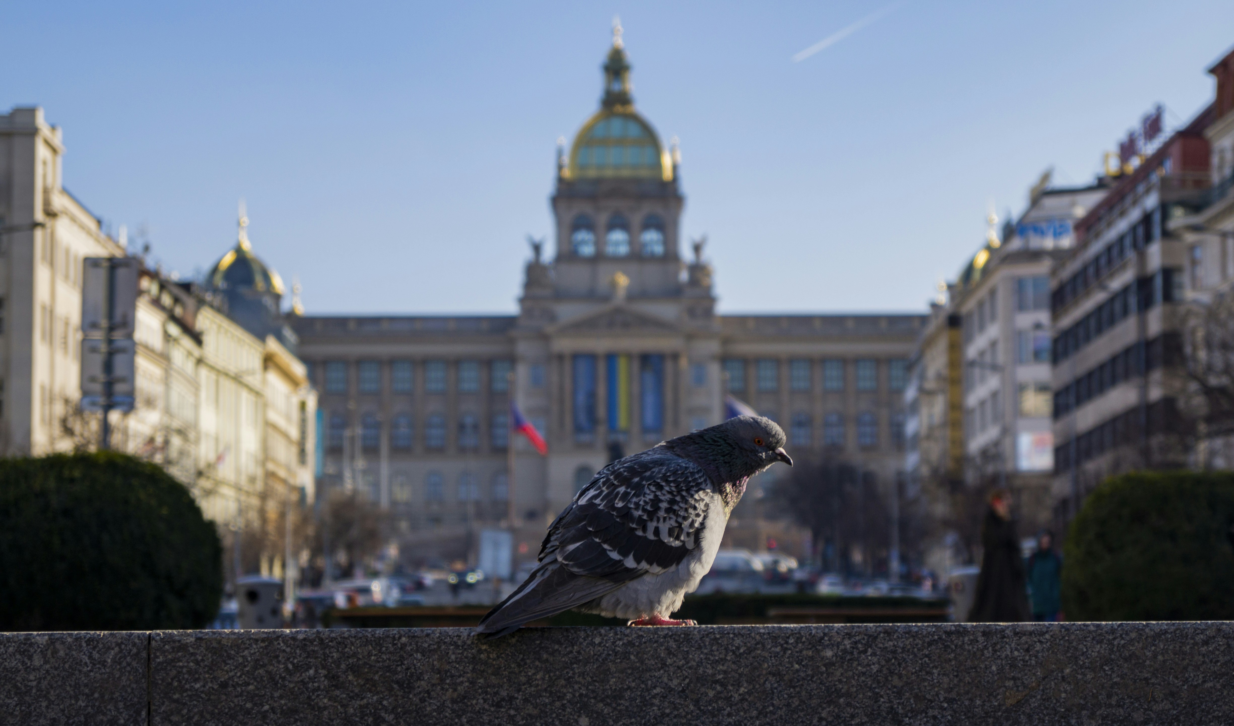 Perched Sentinel Before a Grand Civic Dome