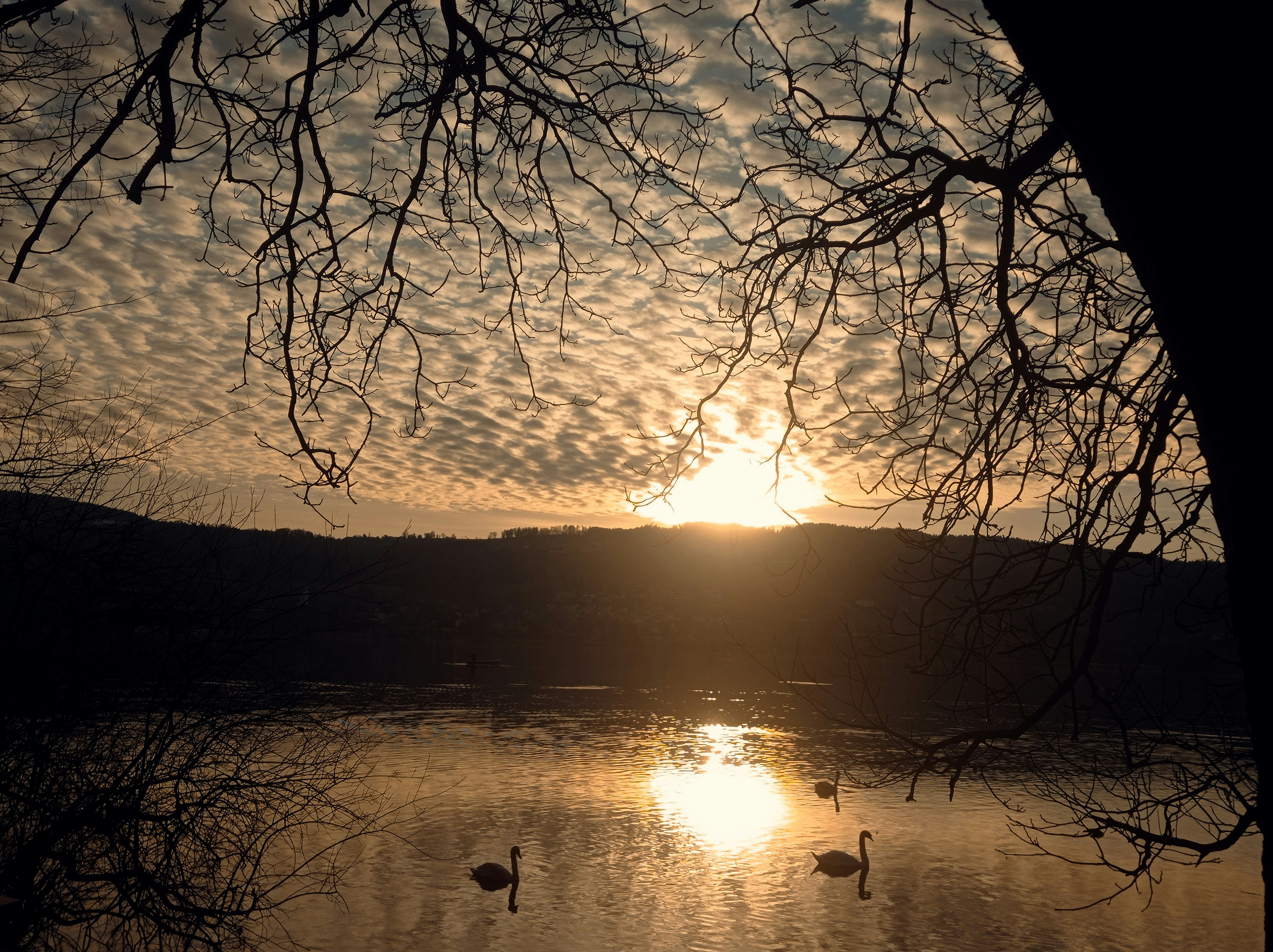 Silhouetted swans gliding across a tranquil lake as the sun sets behind rolling hills, framed by bare branches. 