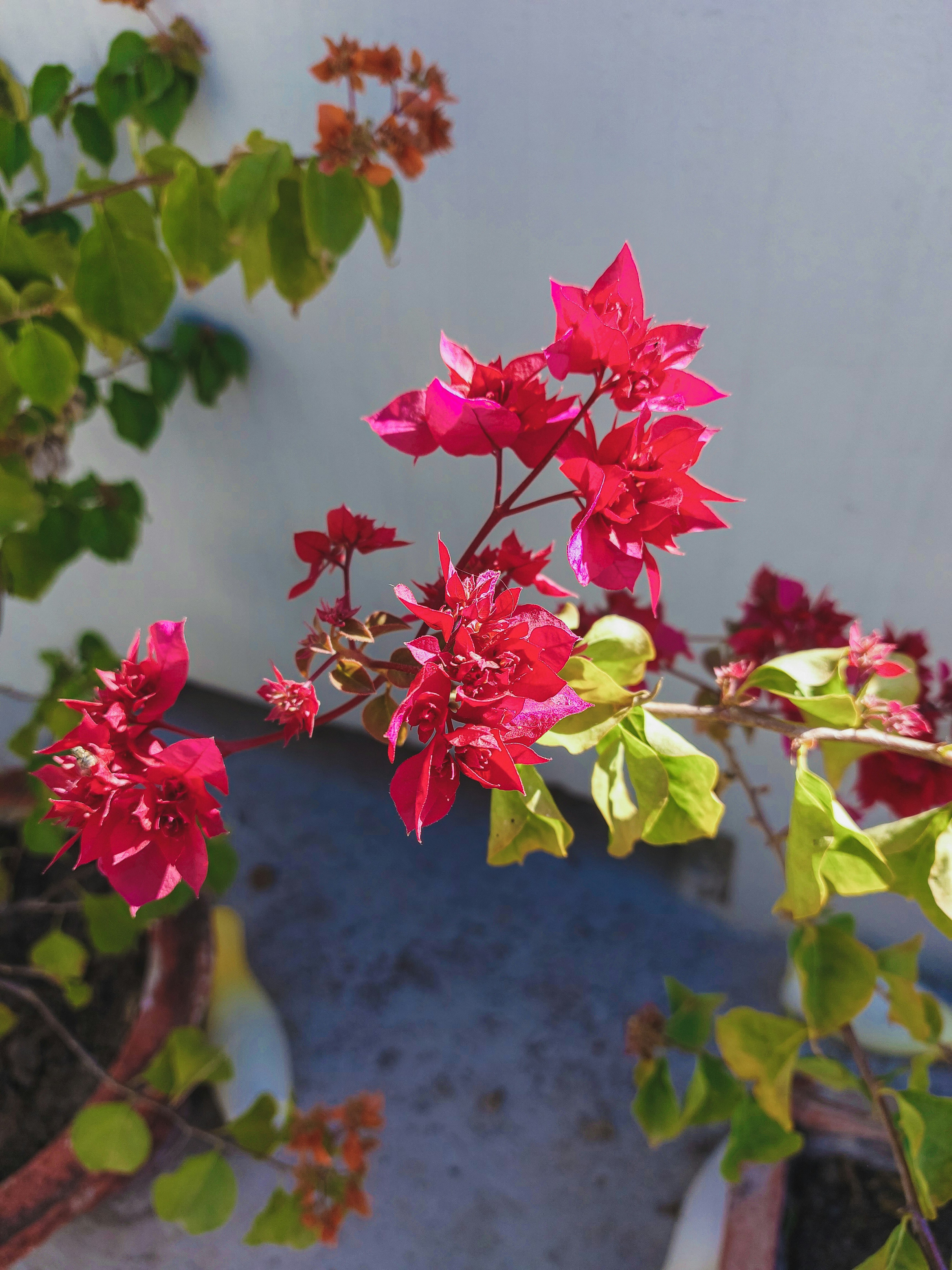 Close-up photograph of vibrant pink bougainvillea blossoms against a pale blue wall, with green leaves and a weathered pot. The shot emphasizes color contrast and floral detail in outdoor lighting.