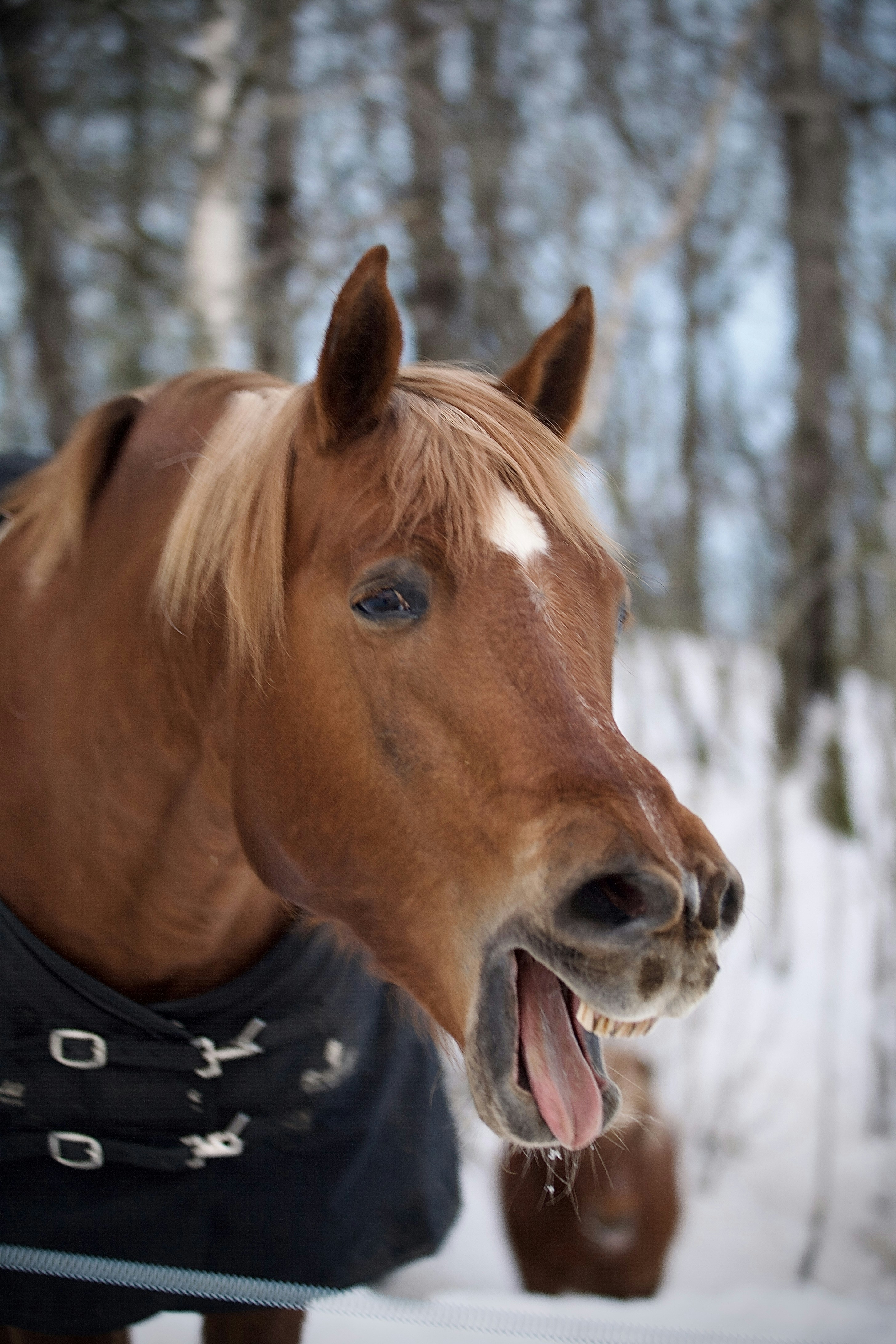 Un cheval avec la gueule ouverte debout dans la neige photo – Photo ...