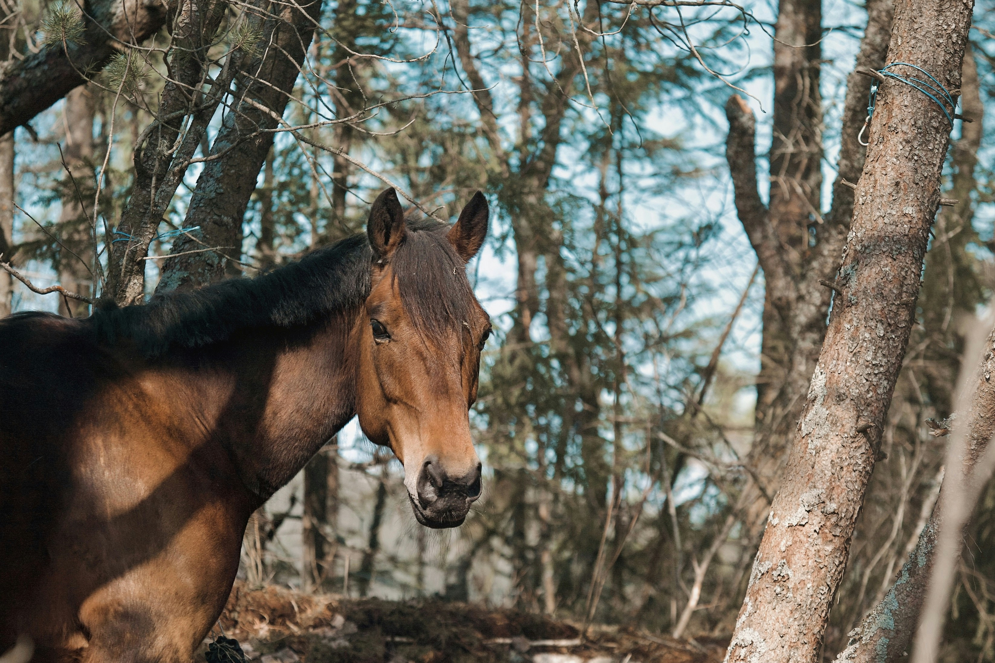 Shadowed Equine in Sunlit Pines