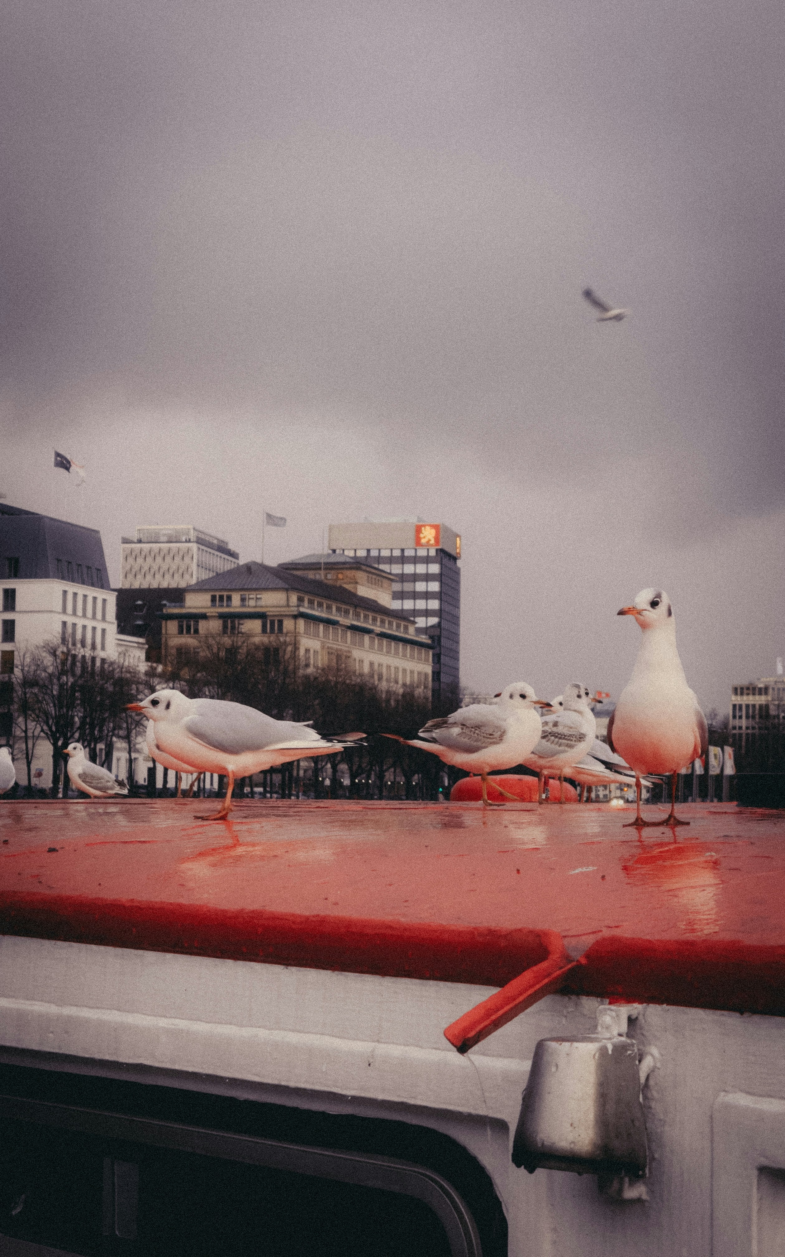 Seagulls on a Red Deck Under a Gloomy City Sky