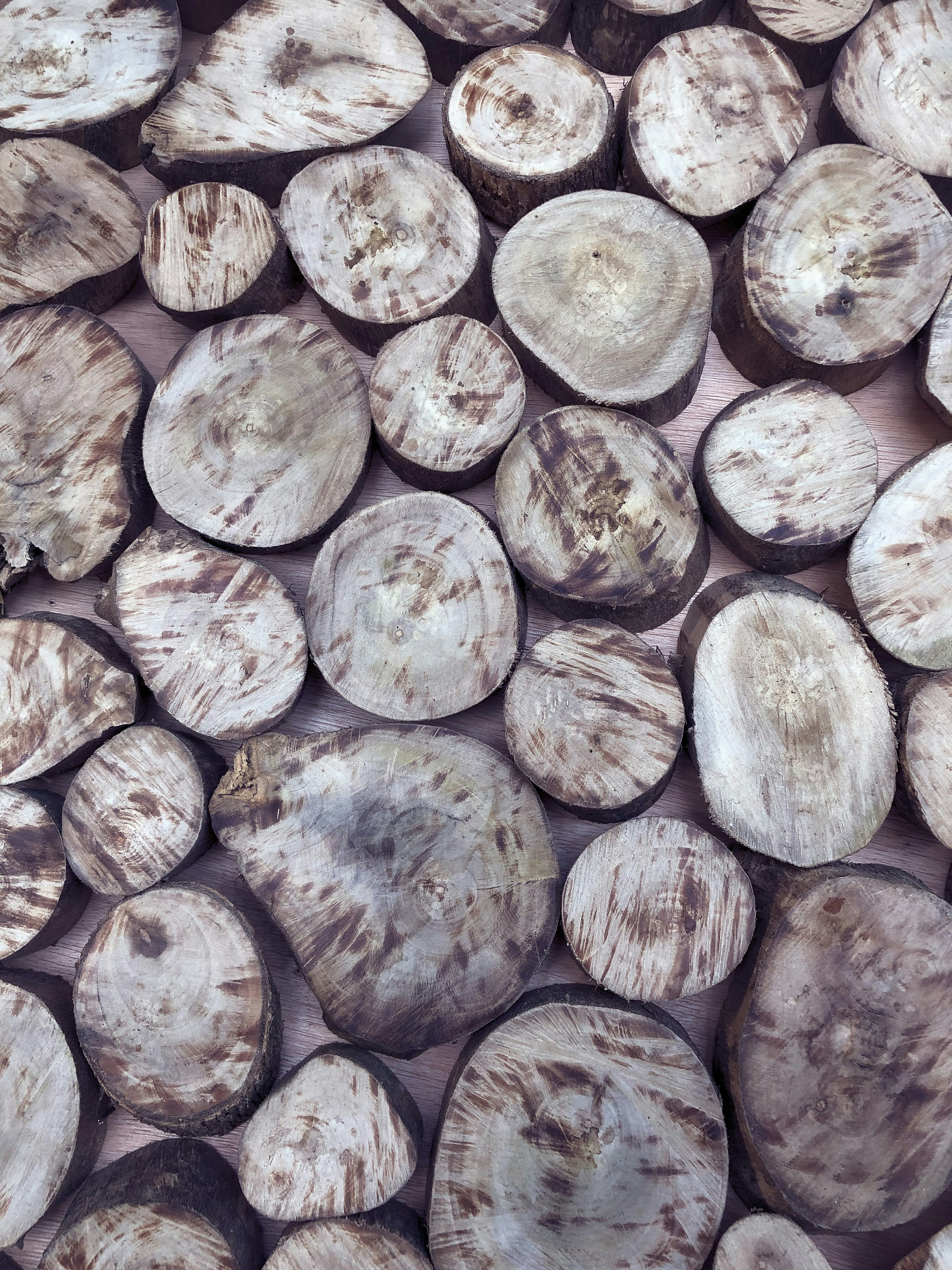 Nature's Mosaic: A Tapestry of Timber