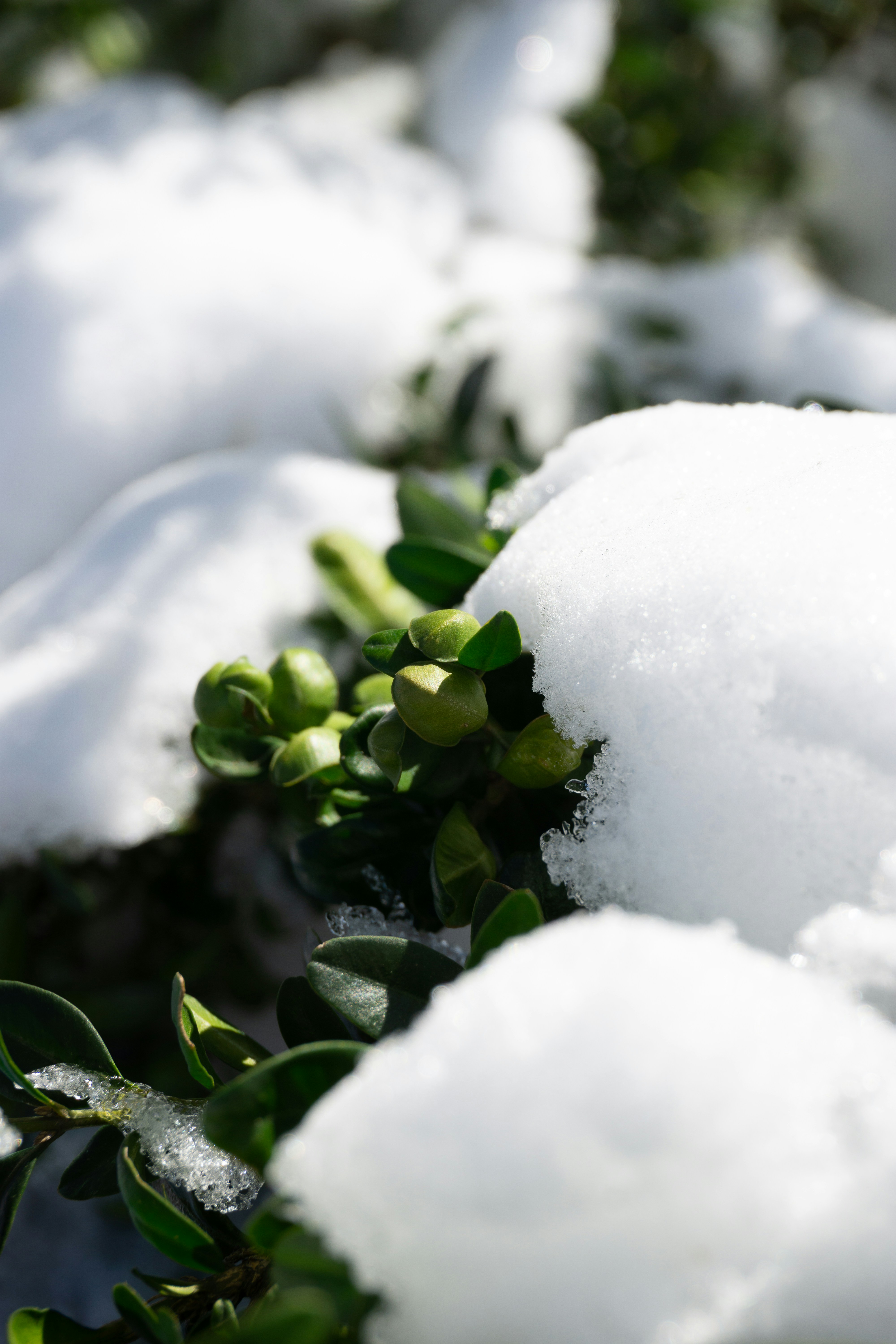 a close up of snow on a plant
