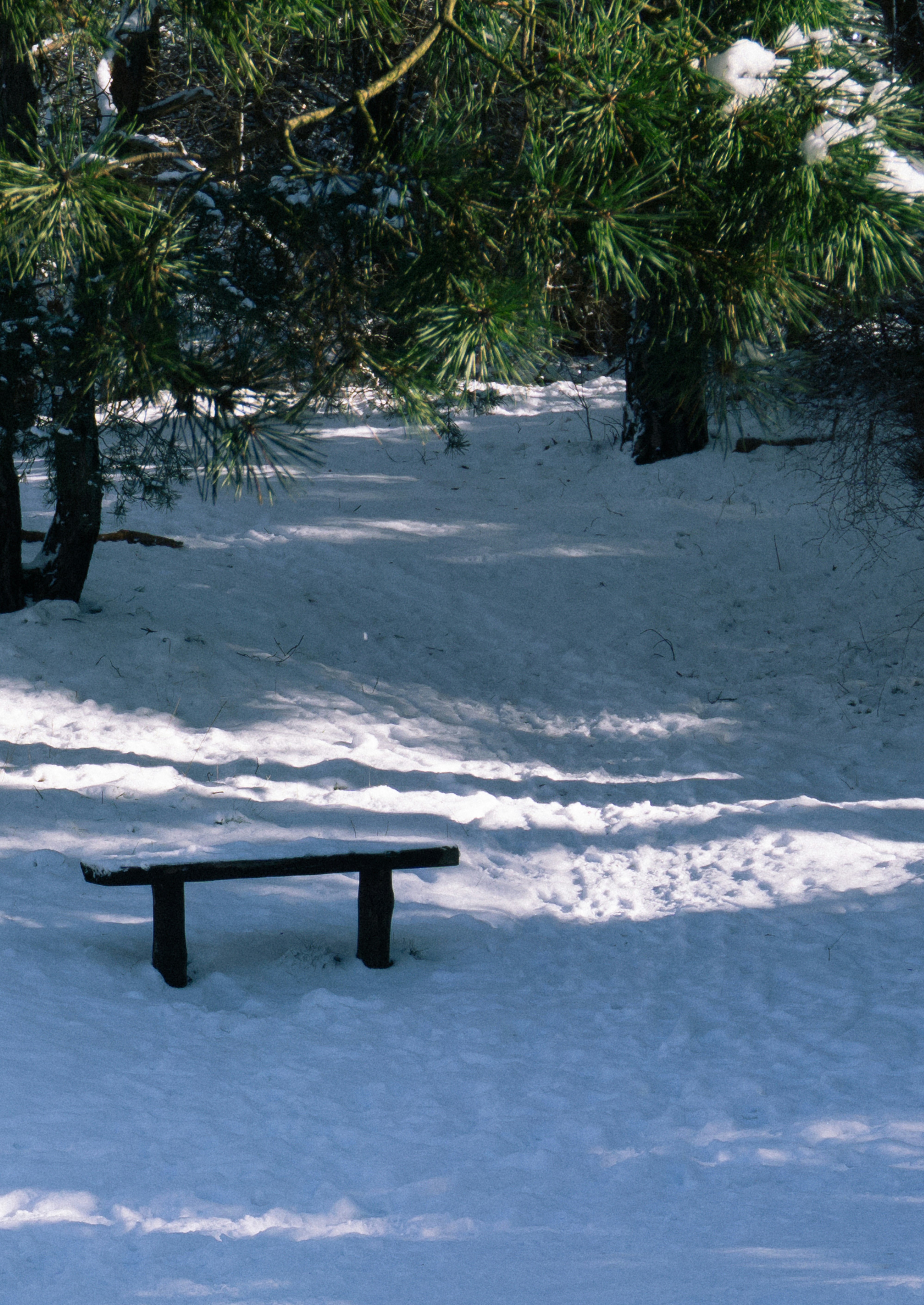 Wooden bench surrounded by snow under evergreen trees in a sunlit forest.