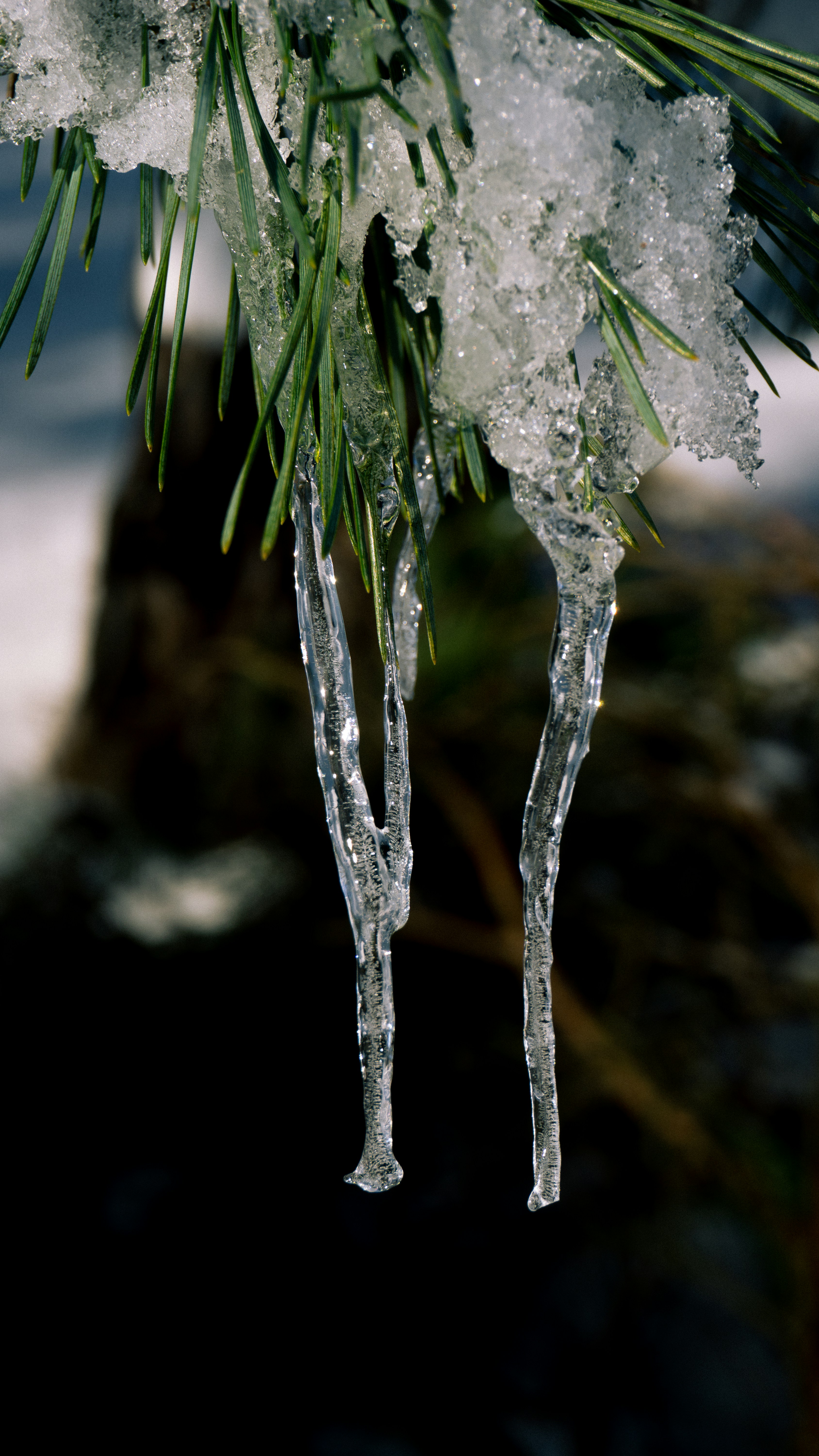 A close up of a pine tree with ice on it photo – Free Ice Image on Unsplash