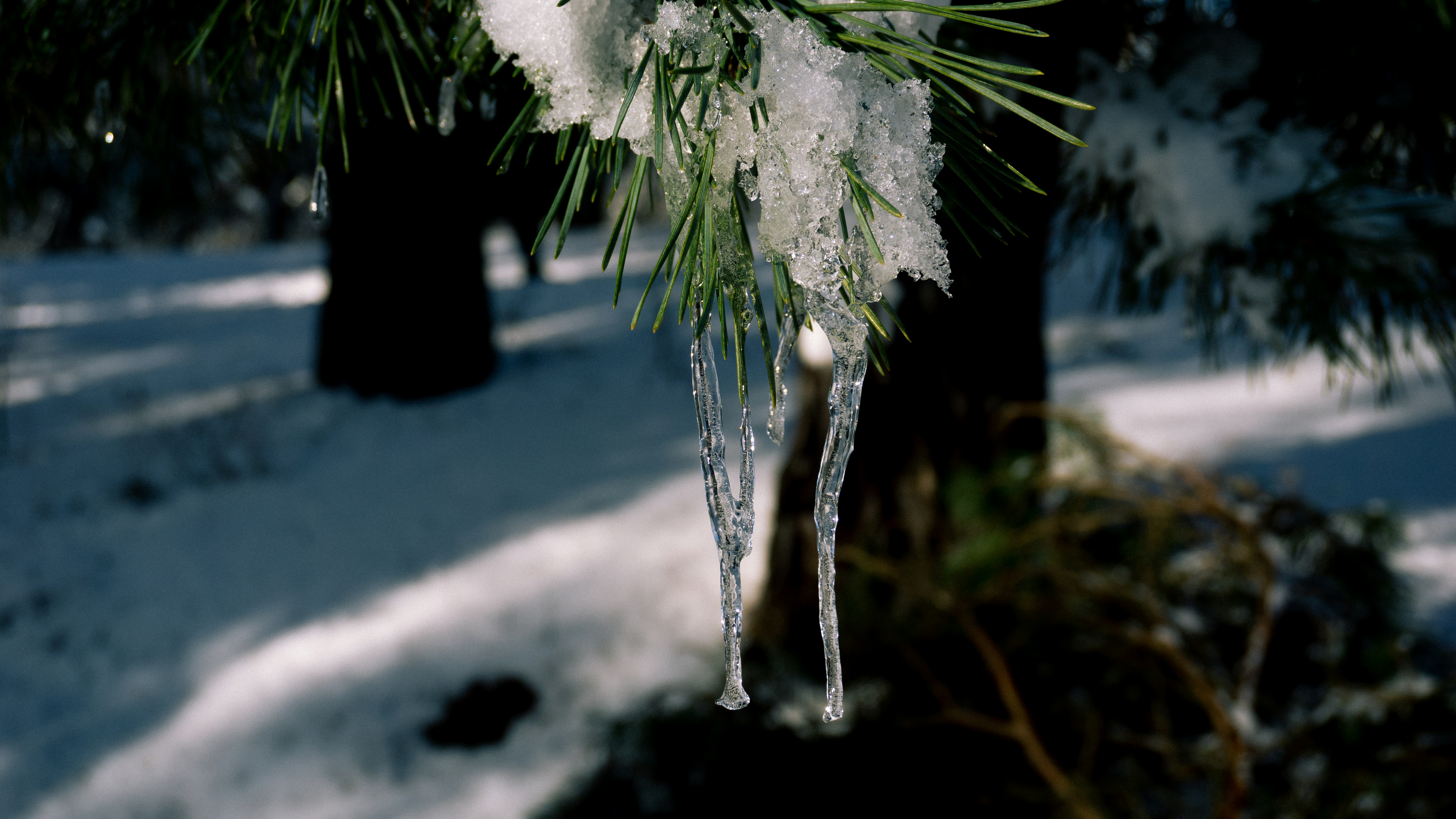 A pine tree covered in ice and icicles photo – Free Ice Image on Unsplash