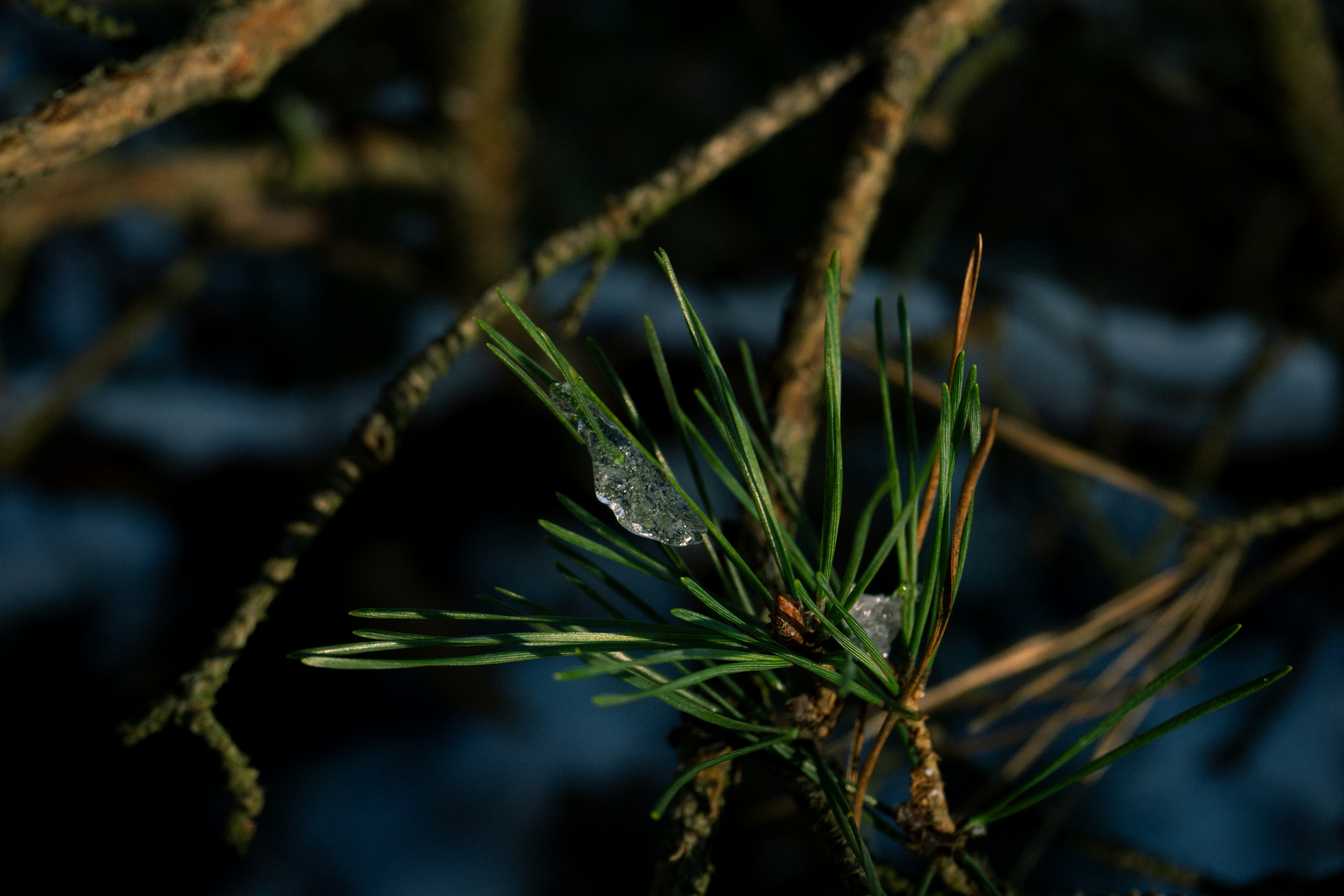 a close up of a pine tree branch with ice on it