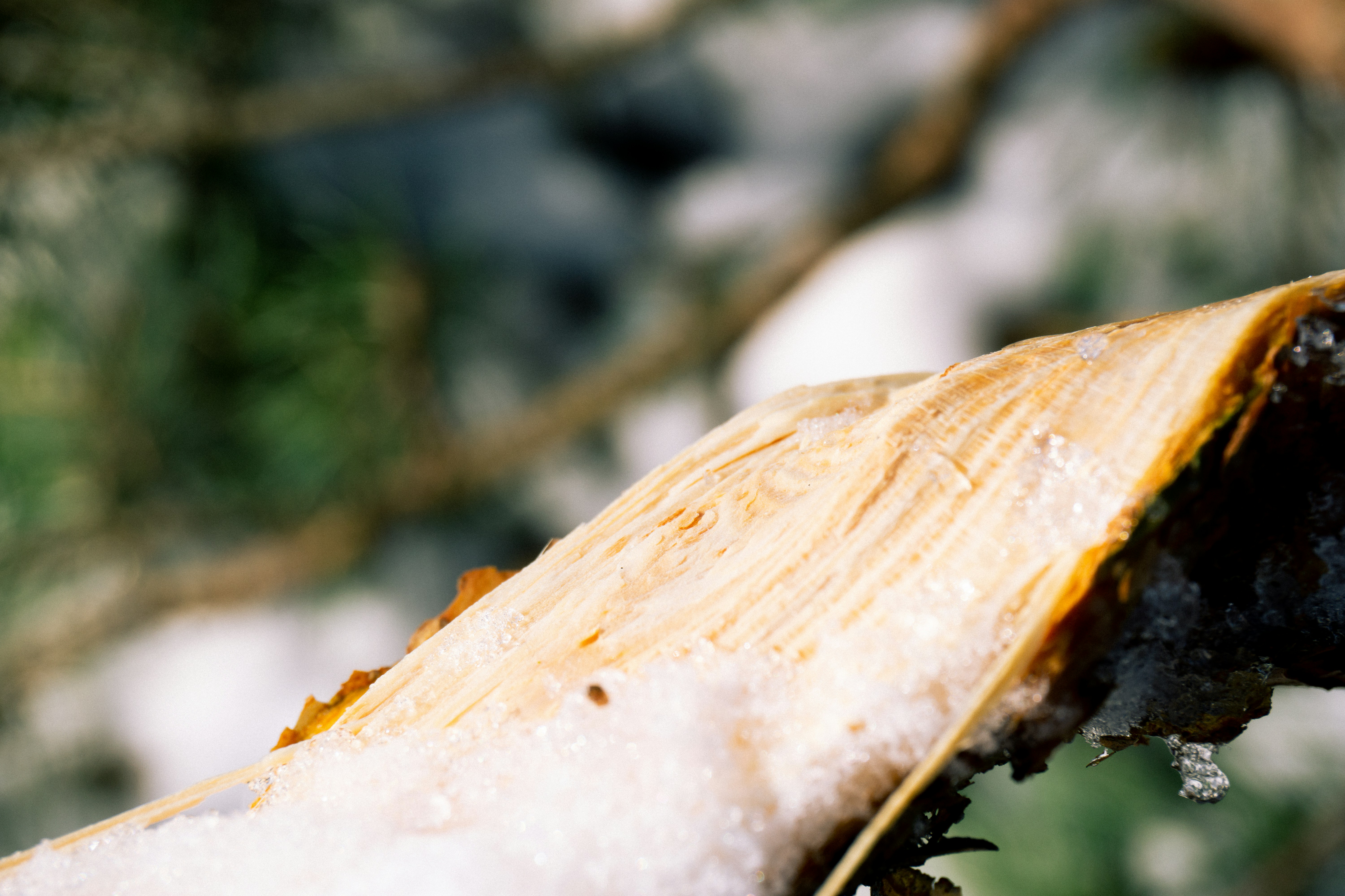 Edge of Winter: Frost Crystals Along a Leaf's Edge